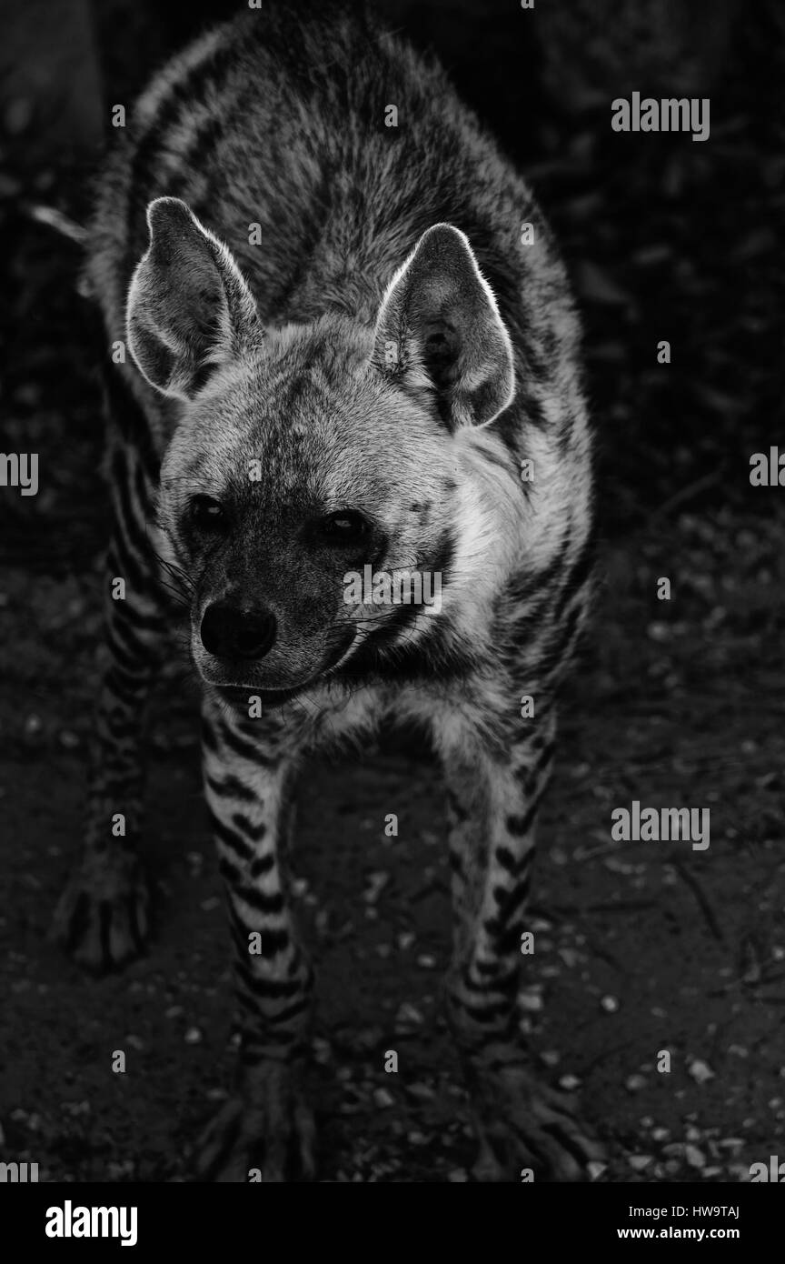 Hyène rayé Banque de photographies et d’images à haute résolution - Alamy