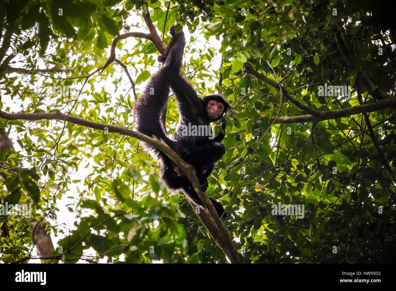 France, Guyana, Guyane Française, Parc amazonien zone cœur, Camopi ...