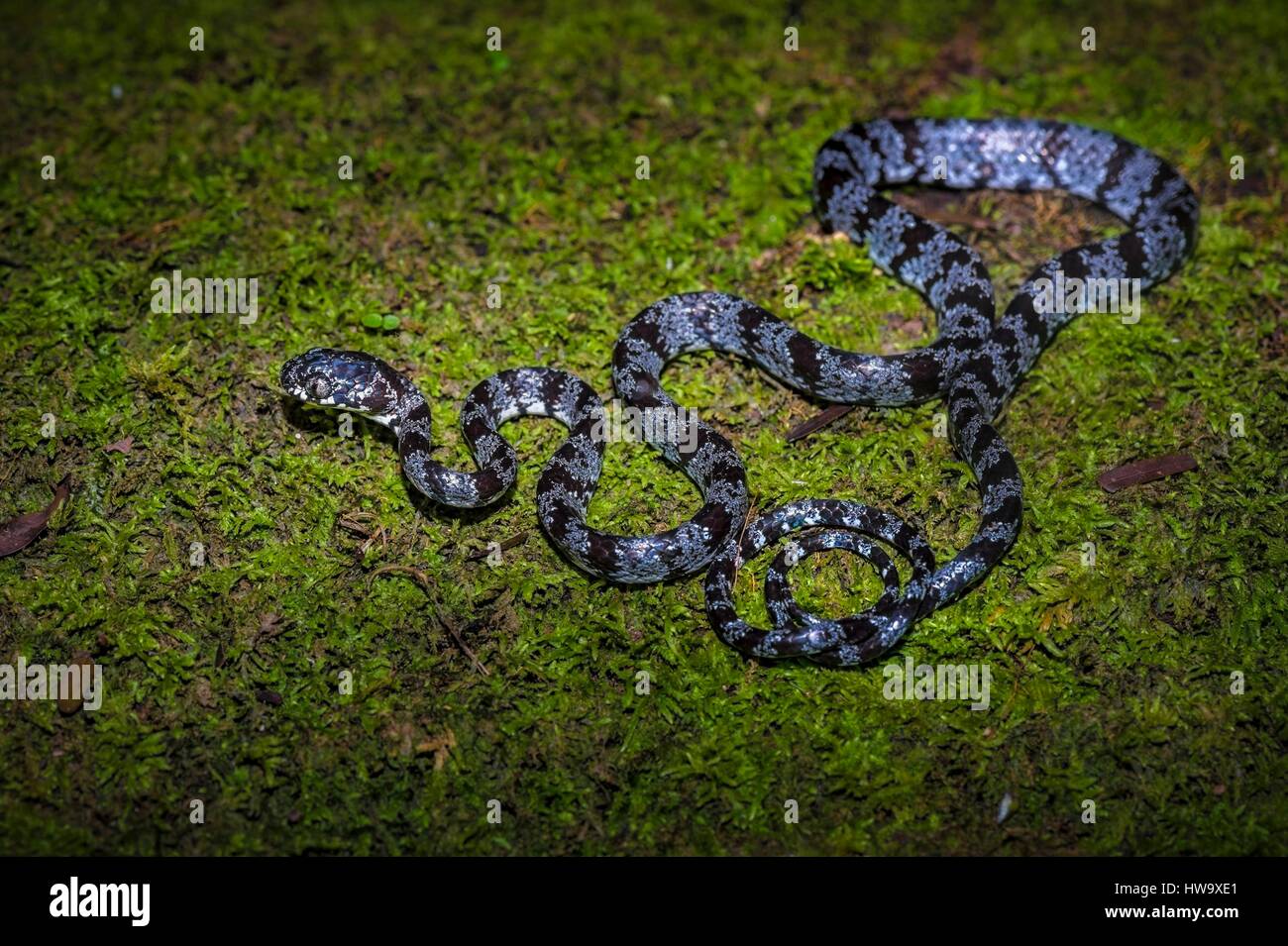 French Guiana Snake Banque d'image et photos - Alamy