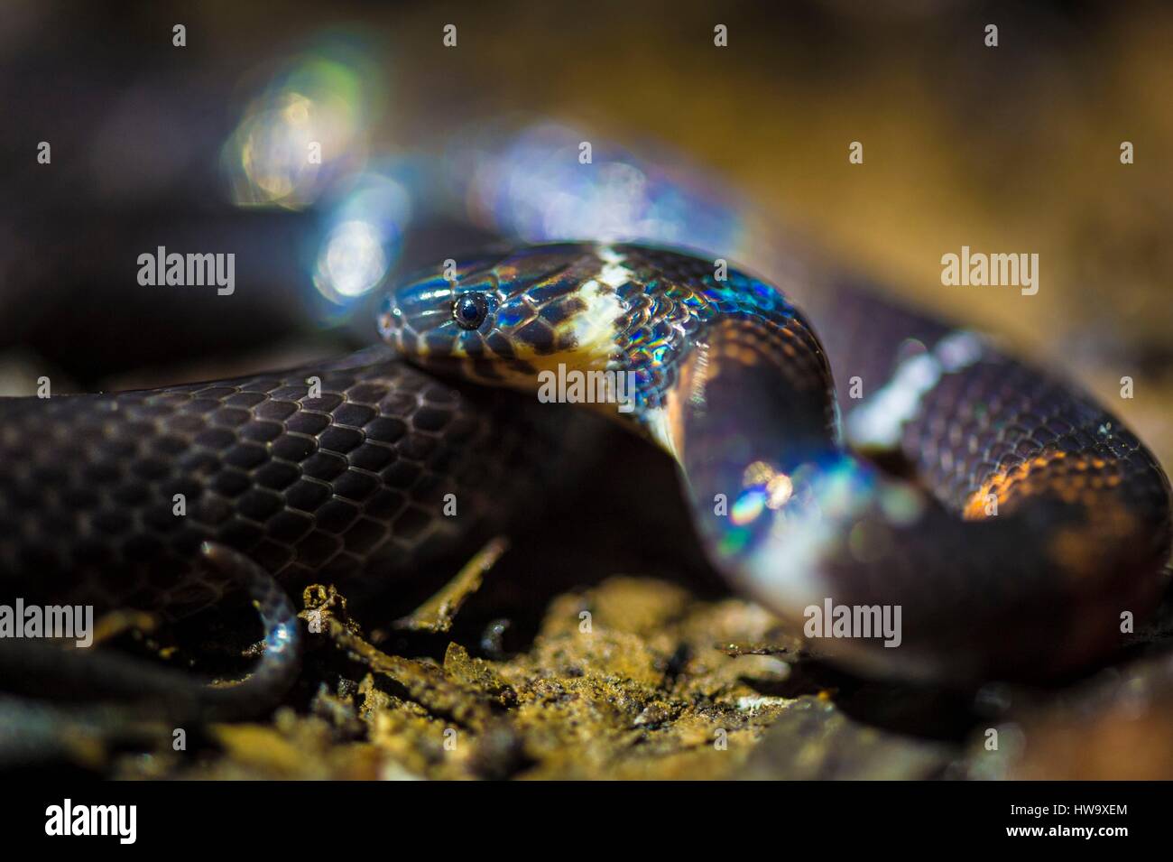 France, Guyana, Guyane Française, Parc amazonien zone cœur, Mont Itoupe ...