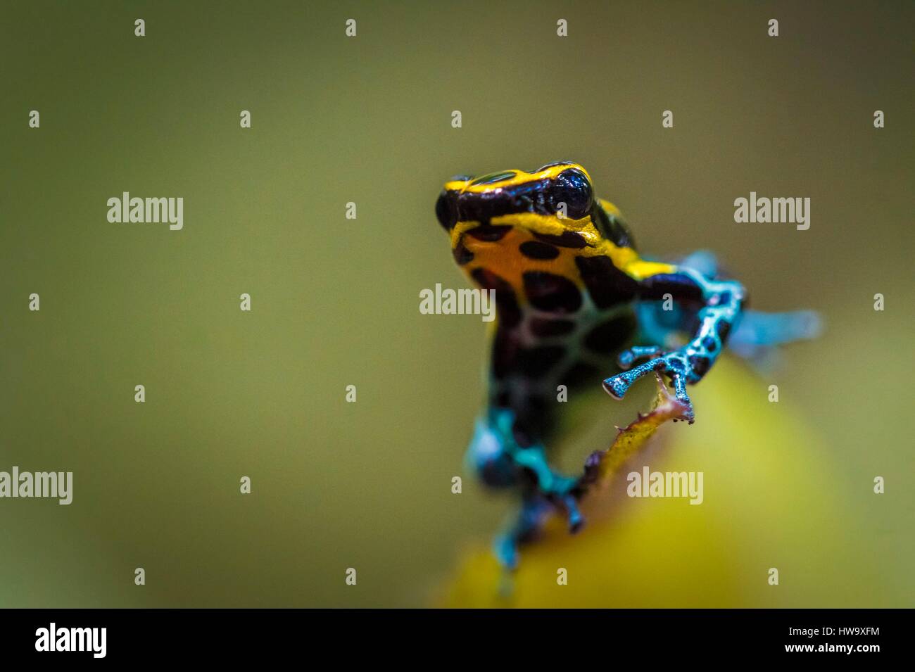 France, Guyana, Guyane Française, Parc amazonien zone cœur, Mont Itoupe ...