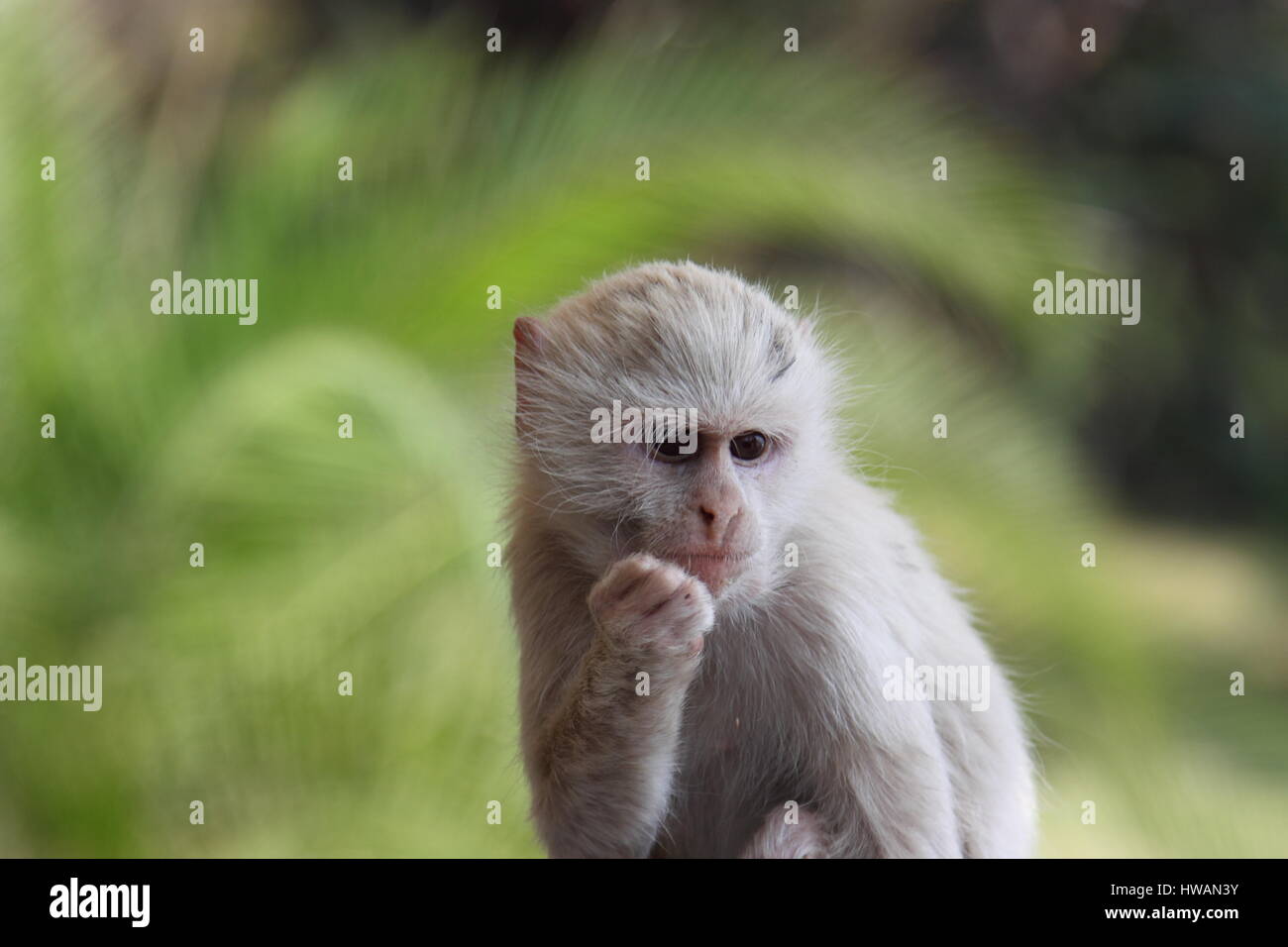 Singe africain Banque de photographies et d’images à haute résolution ...