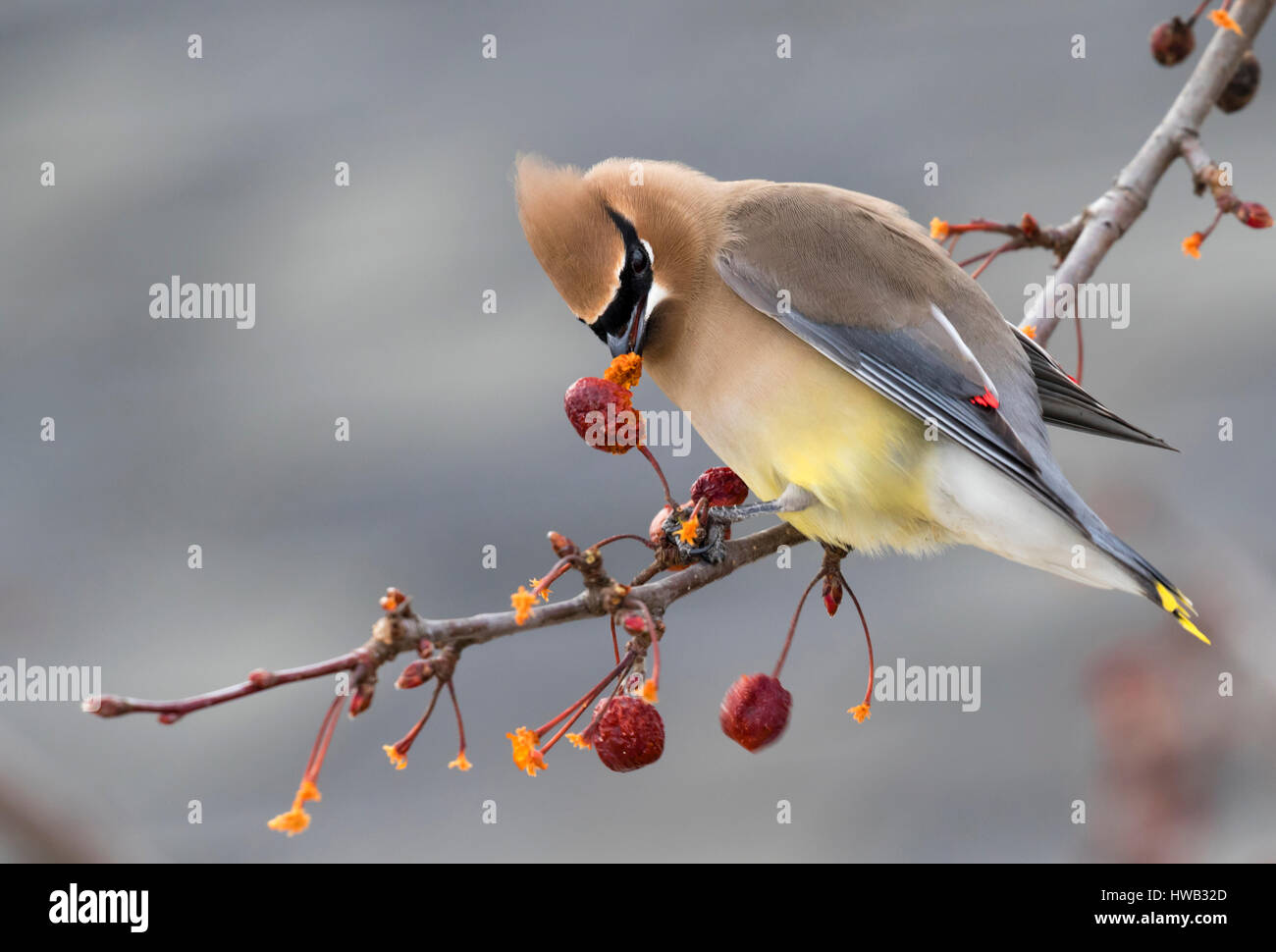 A quoi sert les pommettes sauvages Banque de photographies et d’images ...