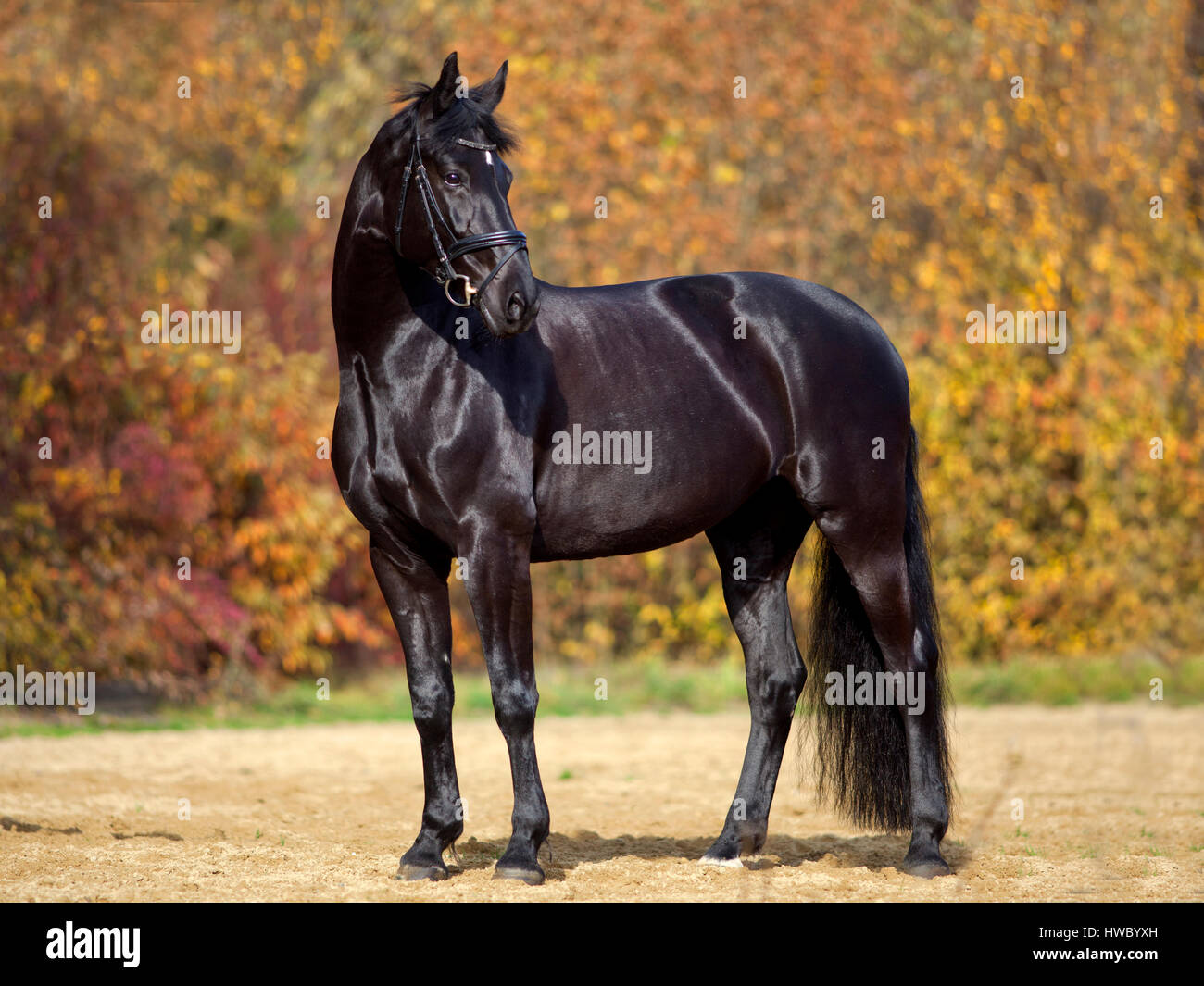 Cheval noir Banque de photographies et d’images à haute résolution - Alamy