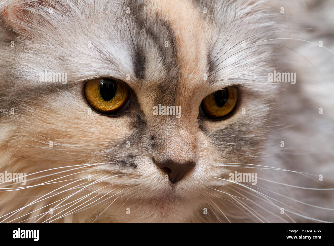 Chat trois couleurs Banque de photographies et d’images à haute ...