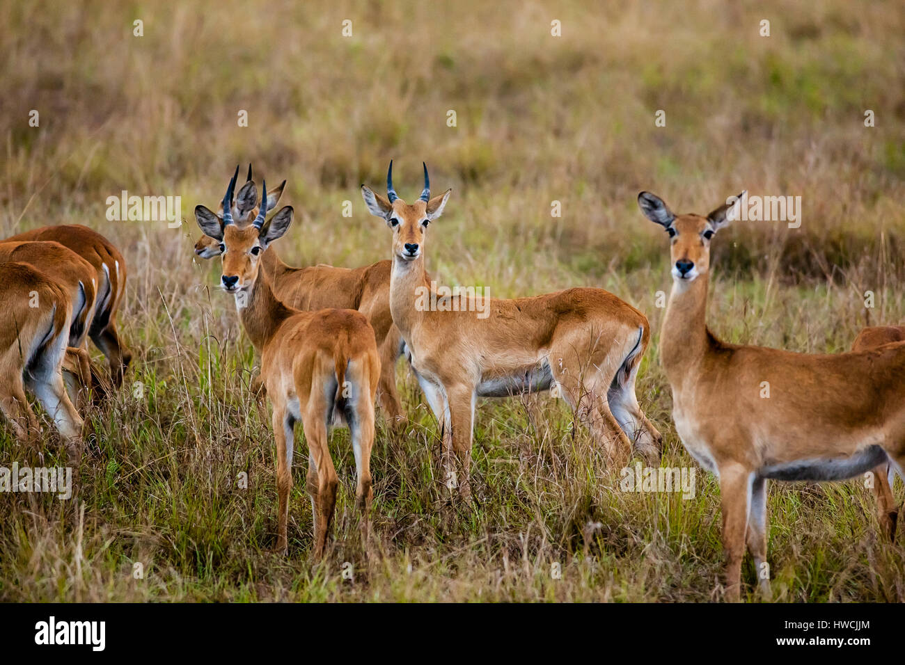 Thomson gazelle stotting Banque de photographies et d’images à haute ...