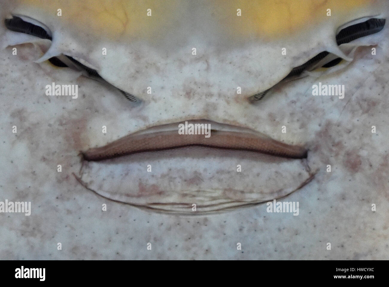 Glaucostegus glaucostegus glaucostegus Banque de photographies et d ...