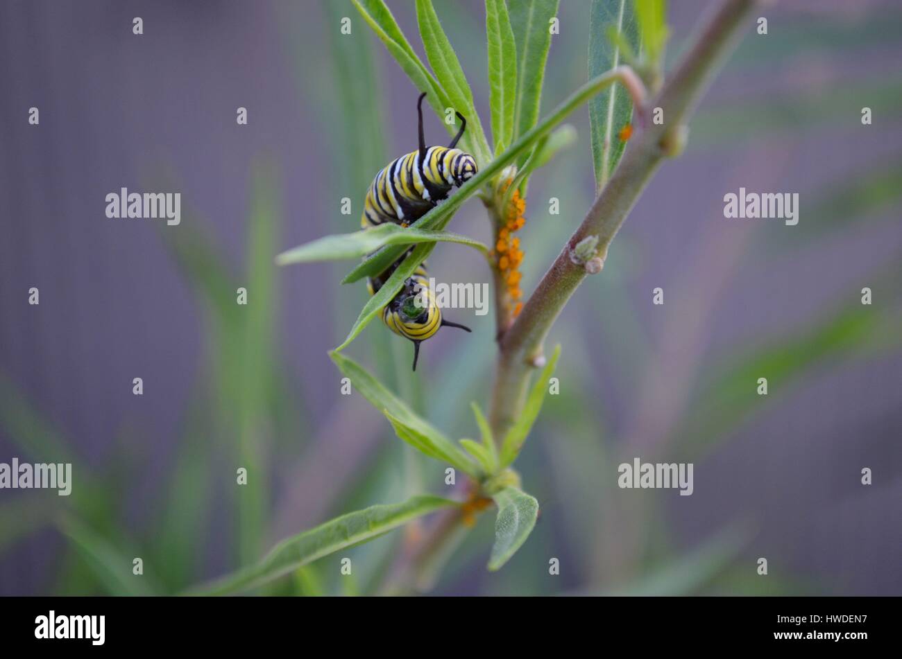 Chenille papillon monarque commun Banque de photographies et d’images à ...