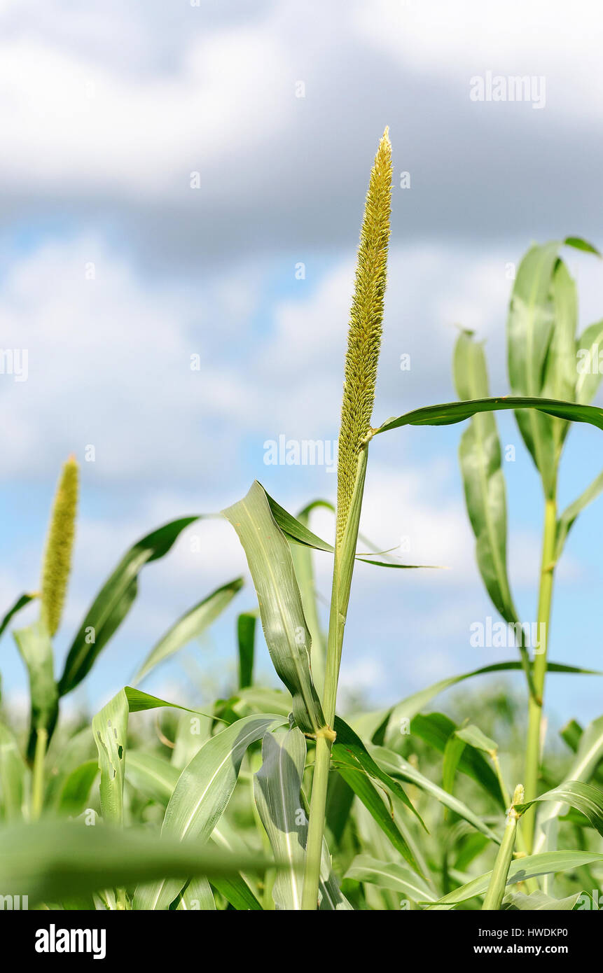 Millet plant Banque de photographies et d’images à haute résolution - Alamy