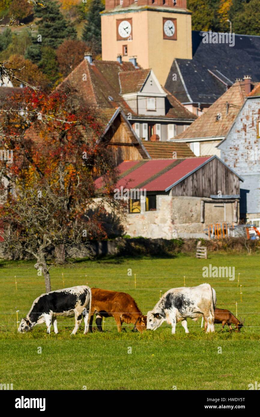 Vache vosgienne Banque de photographies et d’images à haute résolution ...