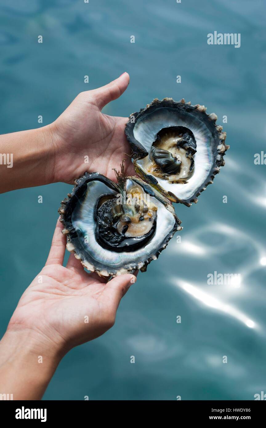 Huître perlière Banque de photographies et d’images à haute résolution ...