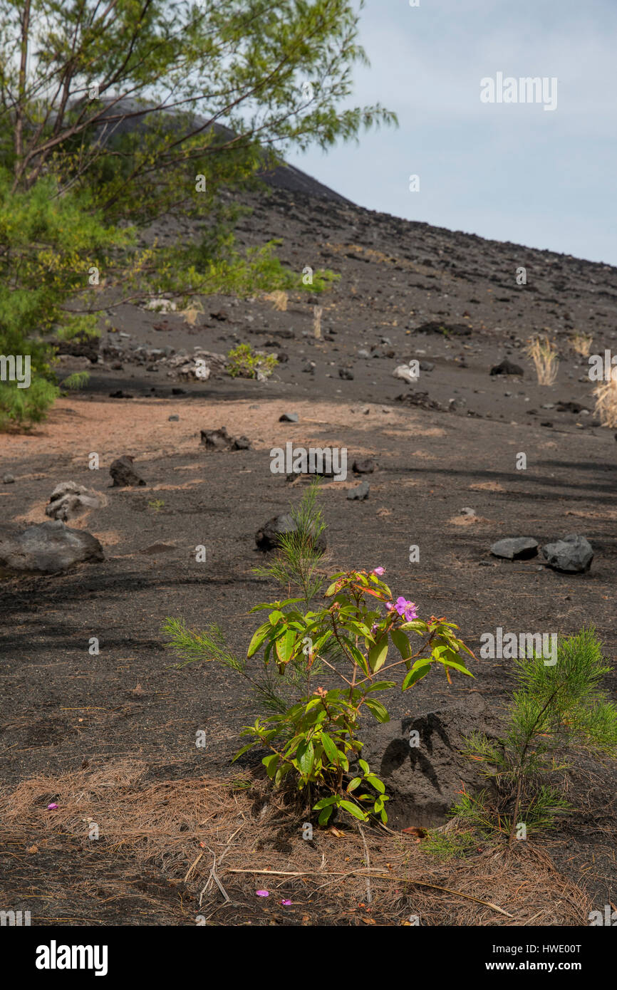 Anak krakatau volcano Banque de photographies et d’images à haute ...