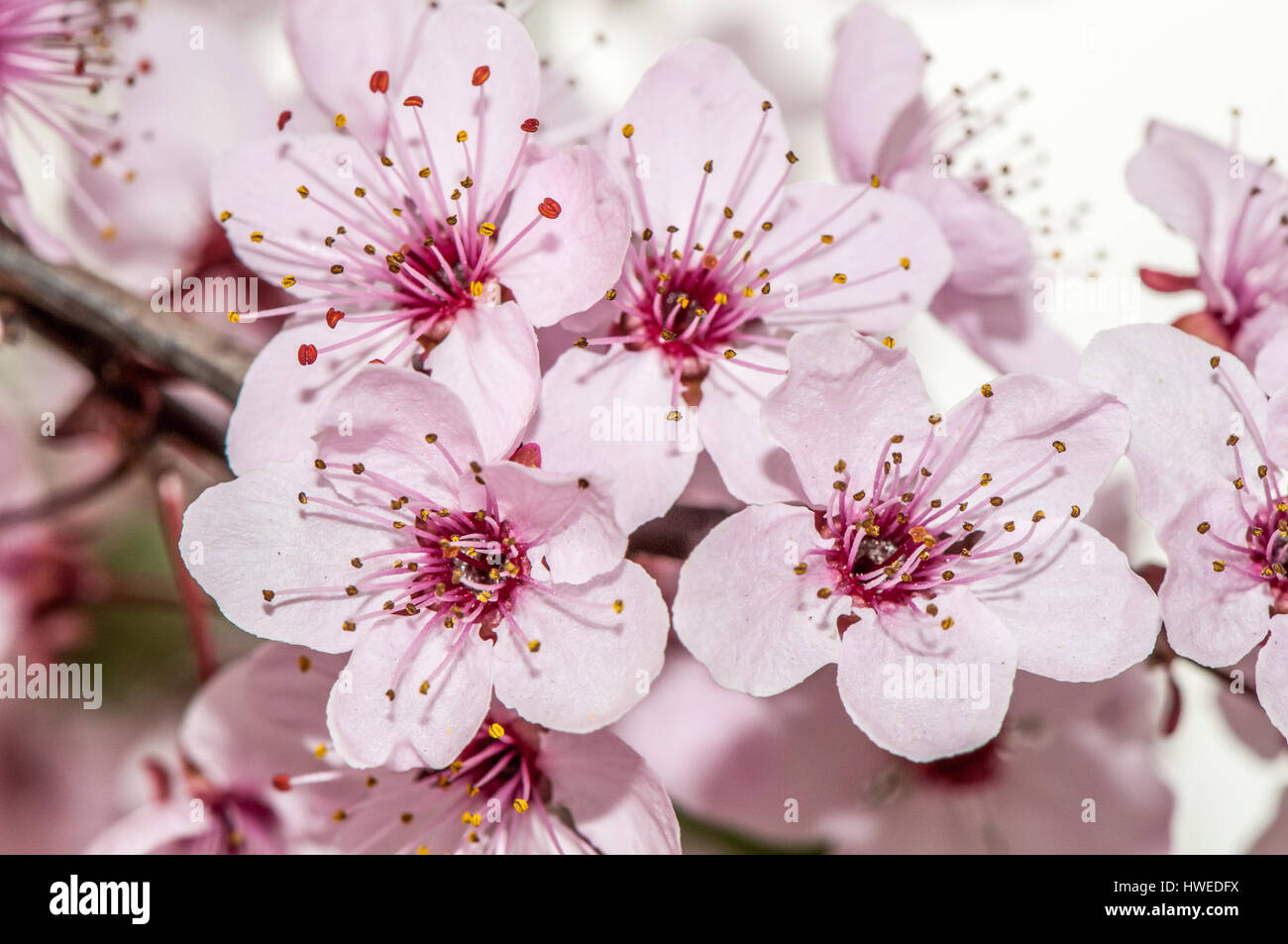Prunus en fleurs Banque de photographies et d’images à haute résolution ...