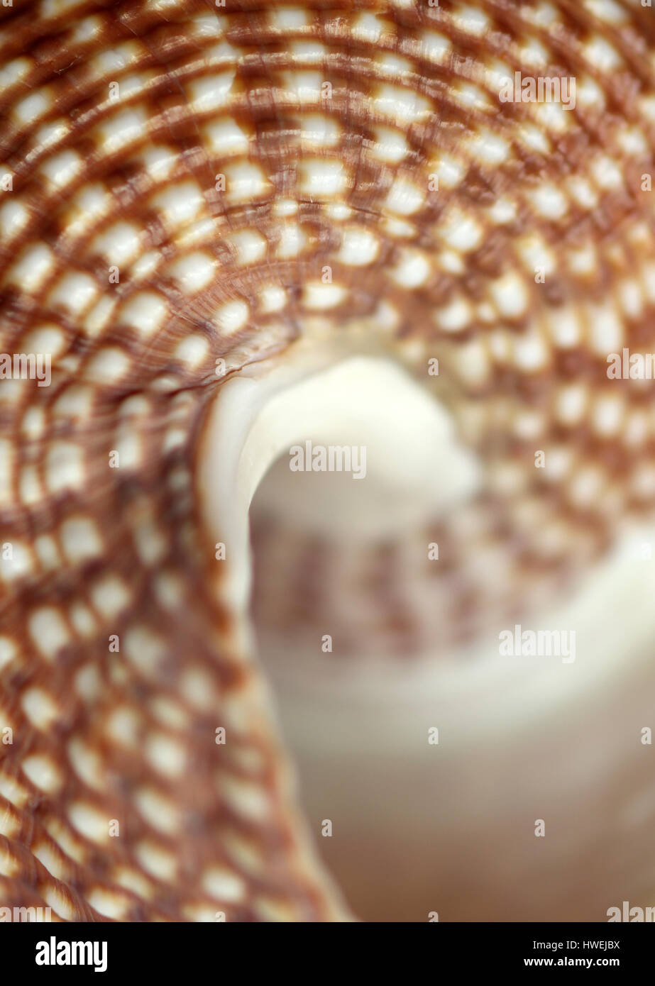 Spiral shell Banque de photographies et d’images à haute résolution - Alamy