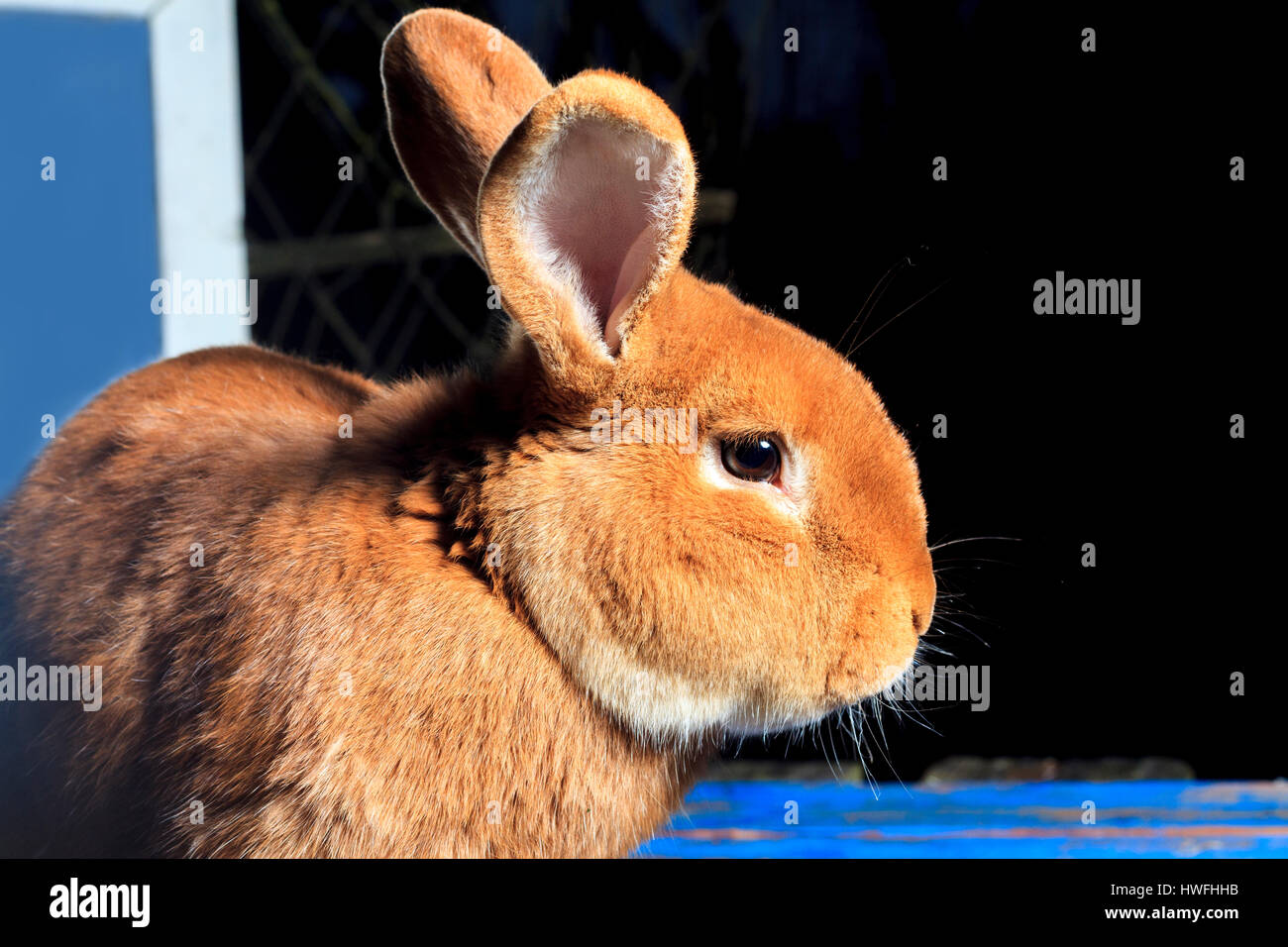 Lapin rouge sur fond noir,fête, Pâques, lapin de Pâques, le symbole de ...