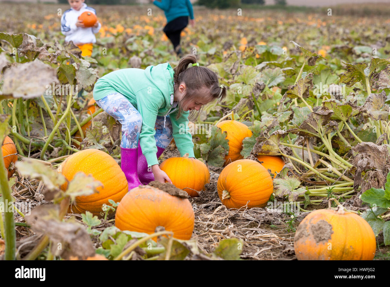 Pumpkin field Banque de photographies et d’images à haute résolution ...