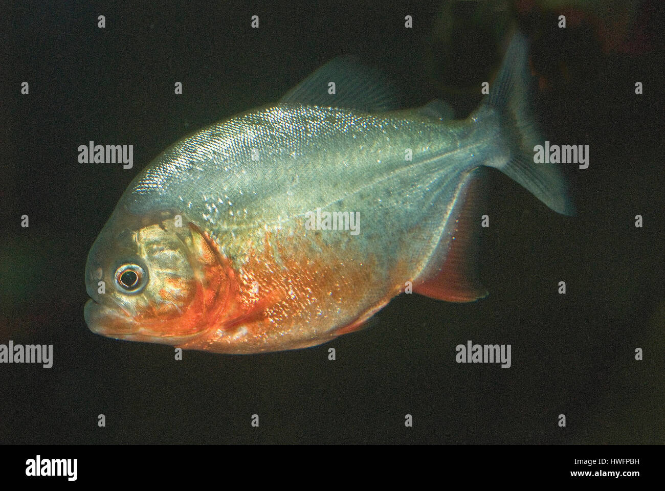 Pirana fish Banque de photographies et d’images à haute résolution - Alamy