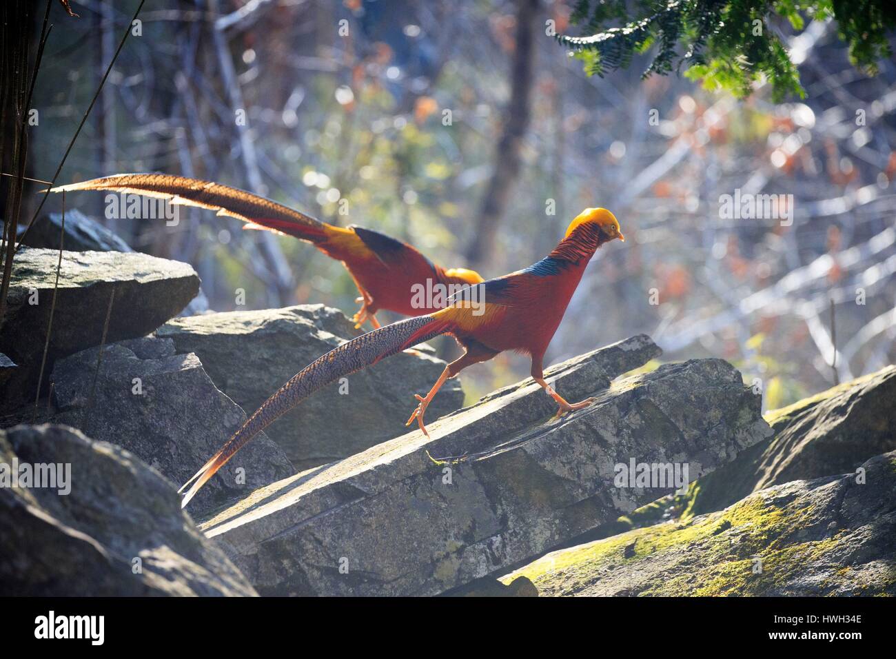 Chine, province du Shaanxi, montagnes Qinling, Faisan doré ou faisan ...