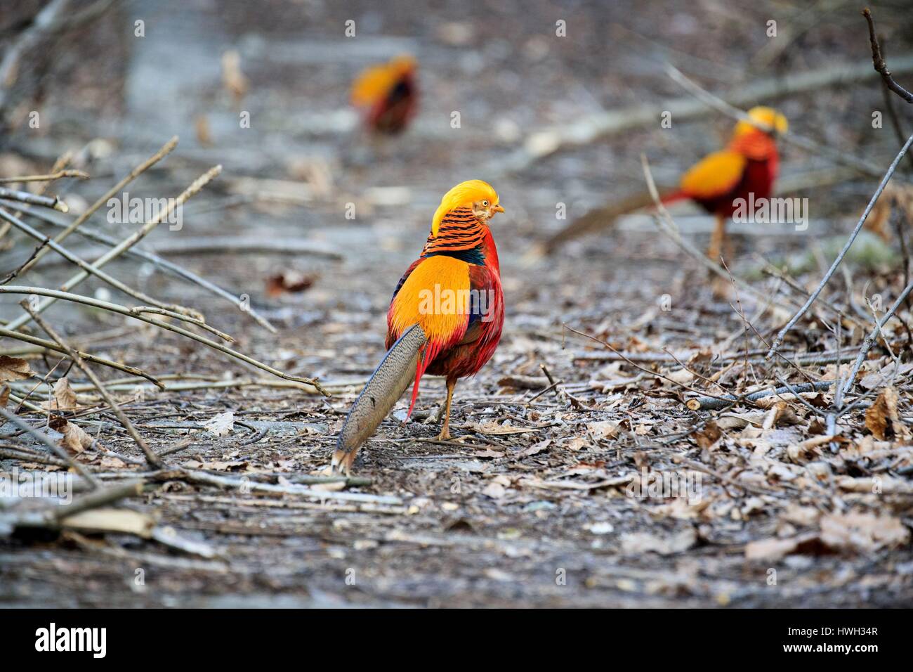Chine, province du Shaanxi, montagnes Qinling, Faisan doré ou faisan ...