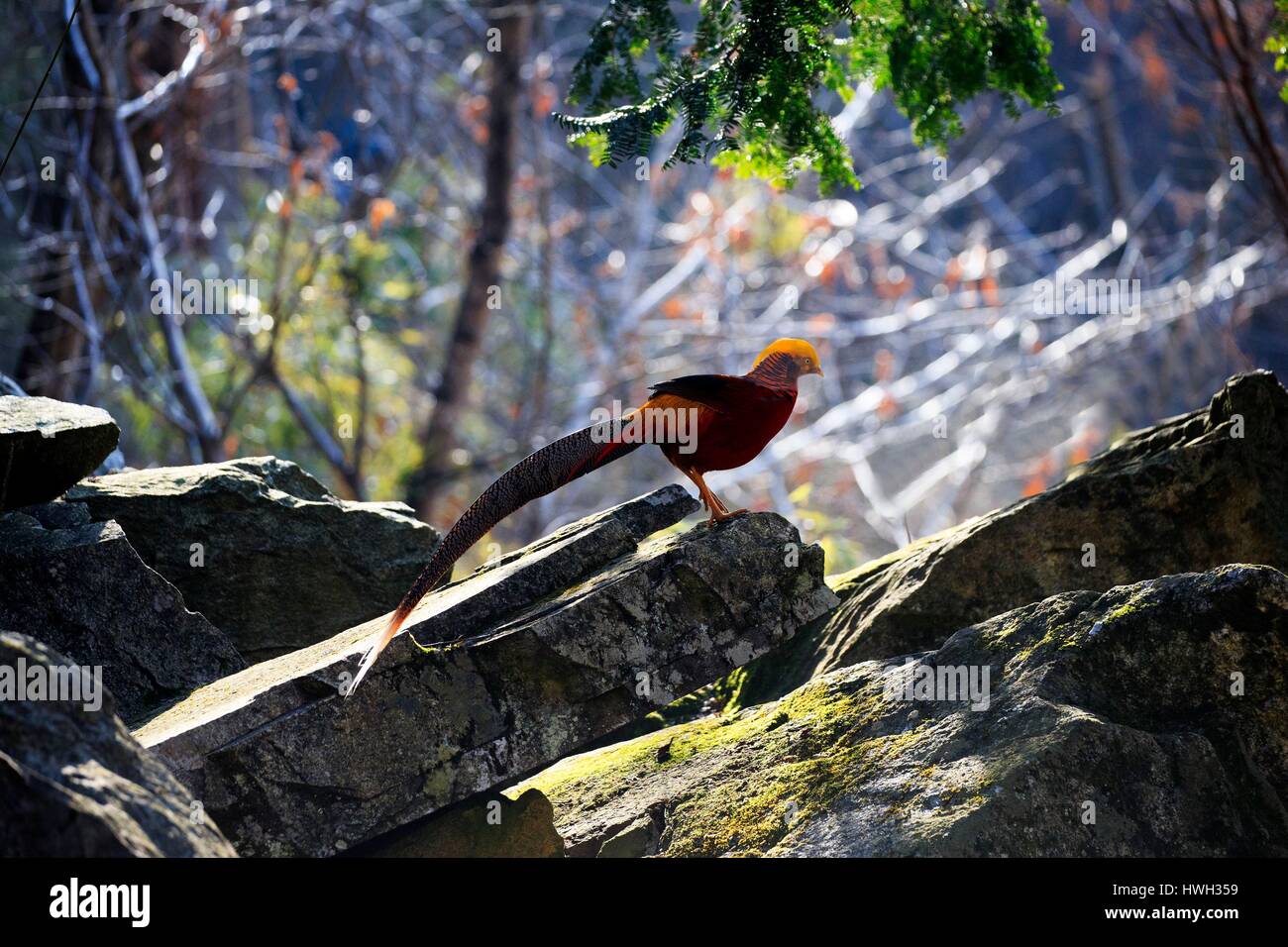 Chine, province du Shaanxi, montagnes Qinling, Faisan doré ou faisan ...