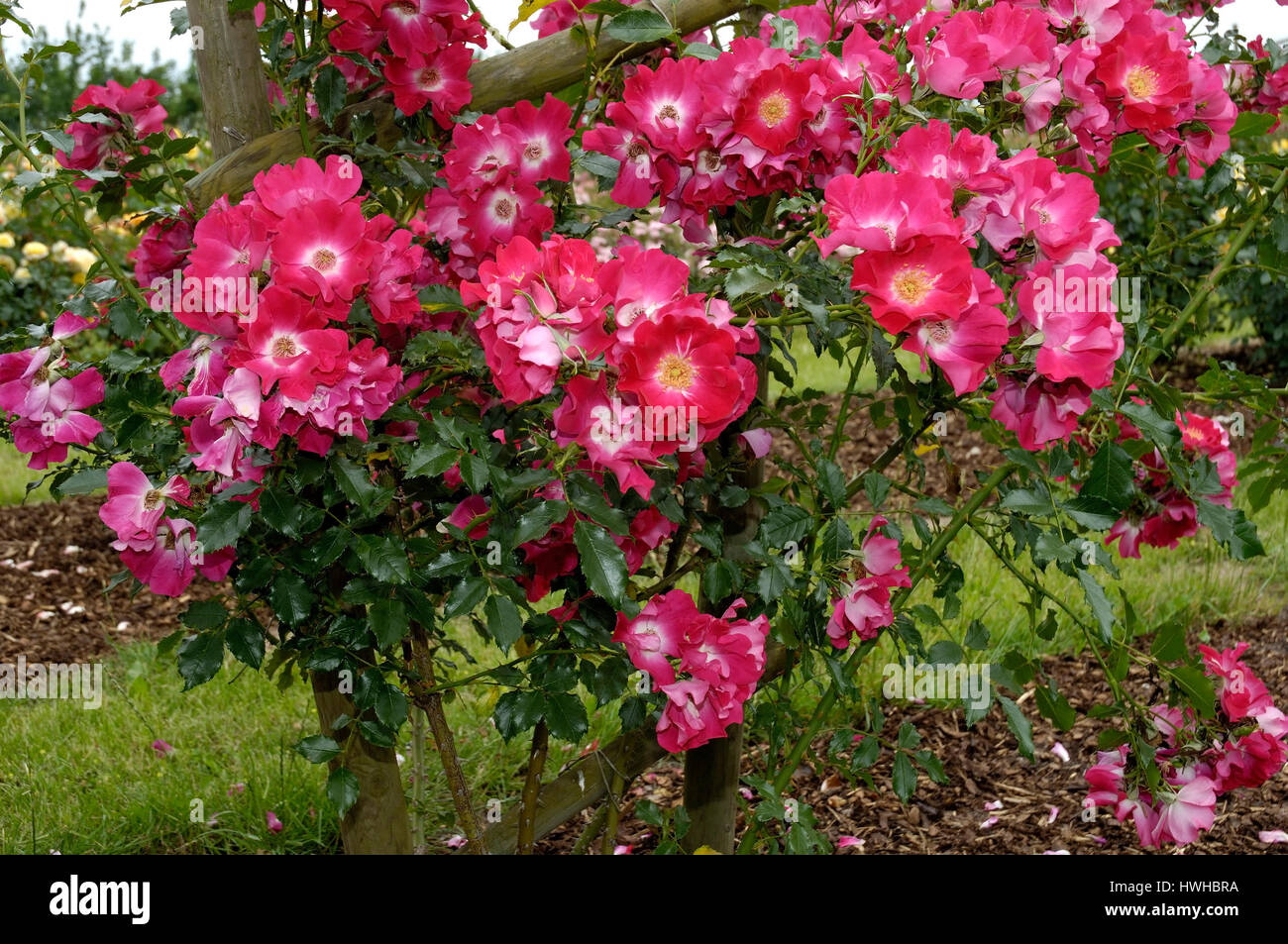 Rosier grimpant Dortmund, Rose spec., Dortmund, rosier grimpant Rose ...