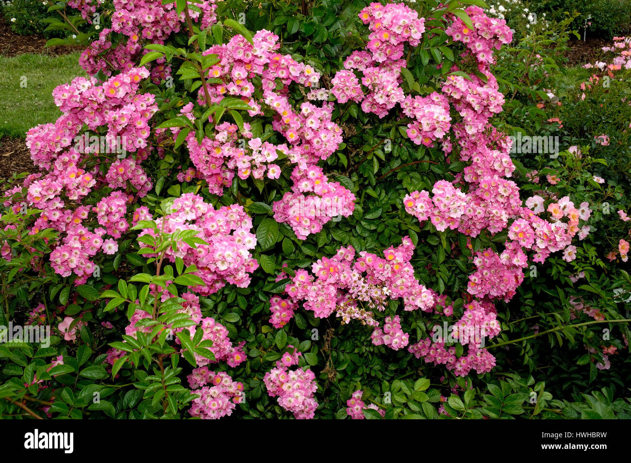 Rosier grimpant Maria Lisa, Rose spec., escalade Maria Lisa rose, rose ...