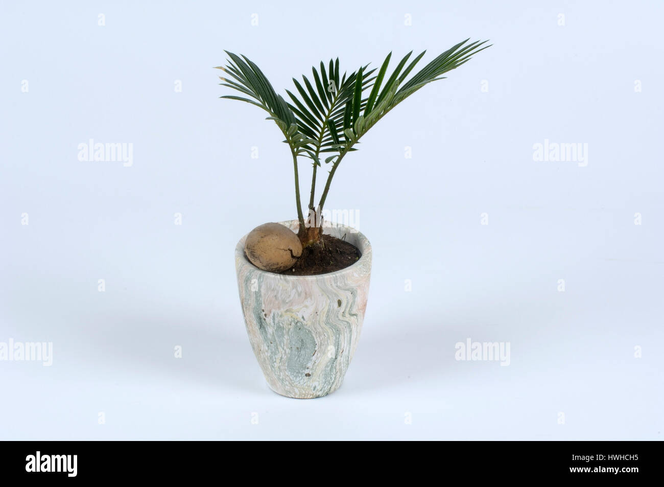 , Cycadales Cycas revoluta, fougère palmier, Cycas, Cycas revoluta ...