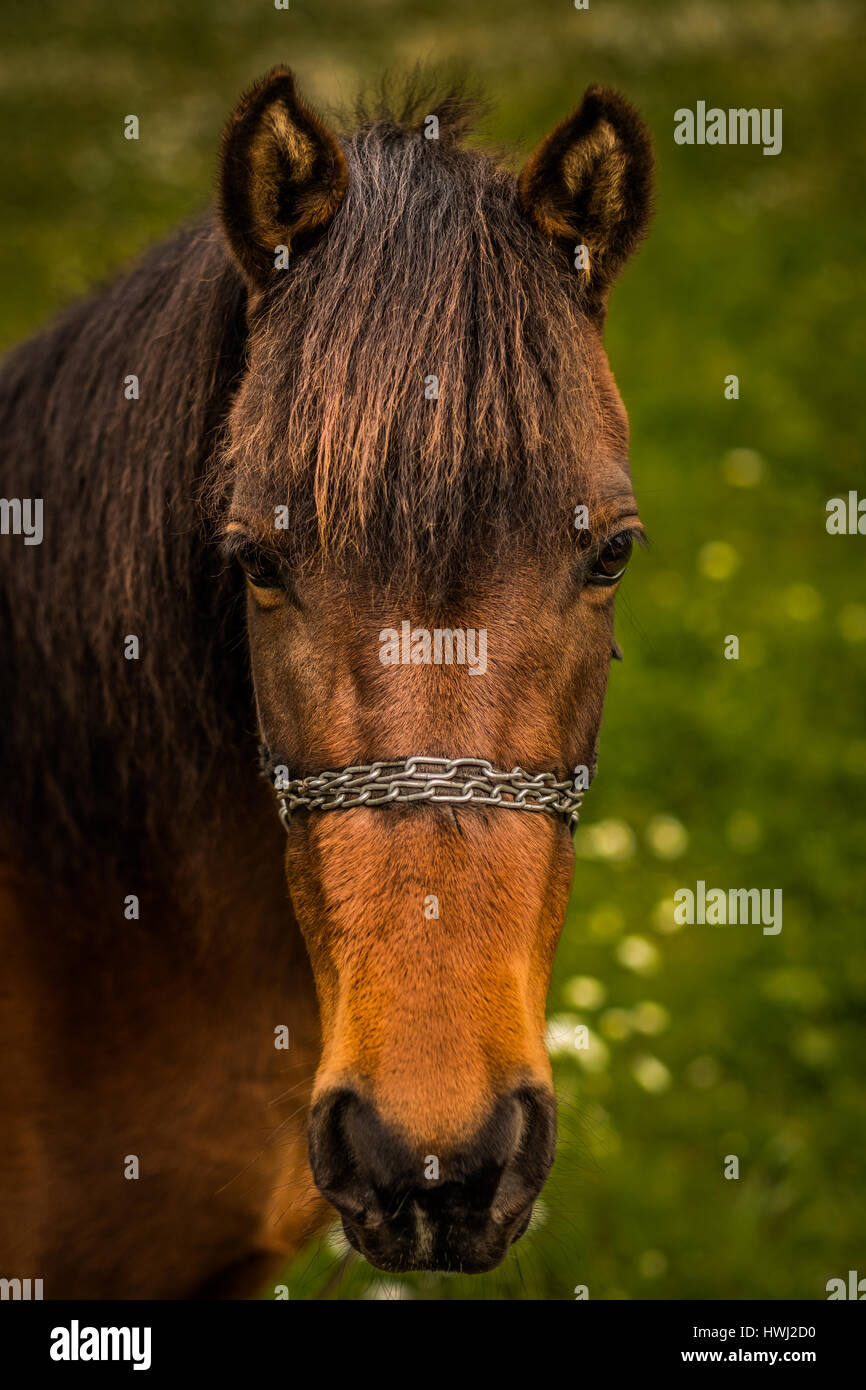 Visage de cheval Banque de photographies et d’images à haute résolution ...