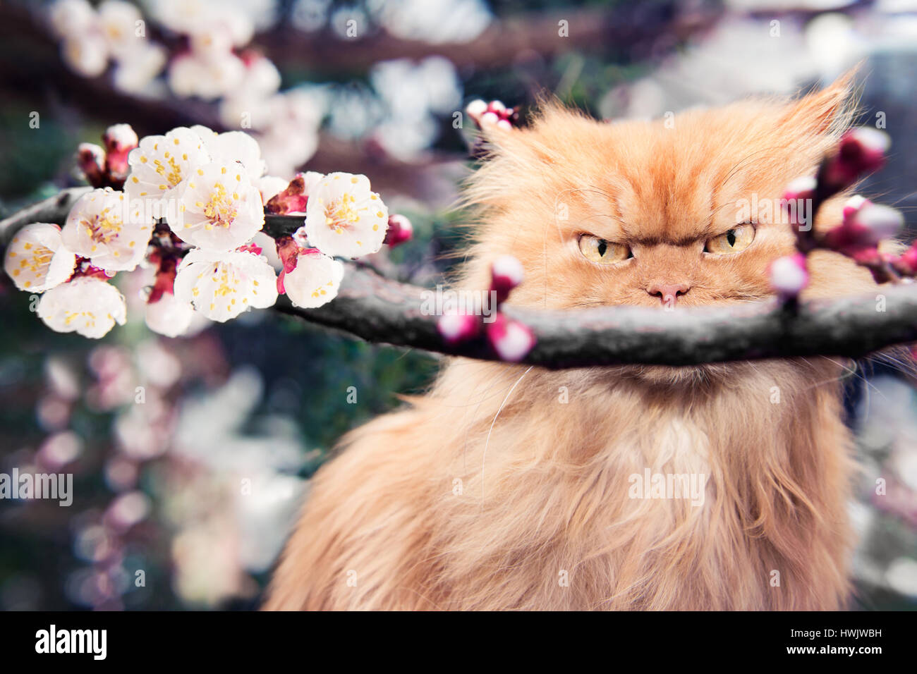 Chat énervé garfi Banque de photographies et d’images à haute ...