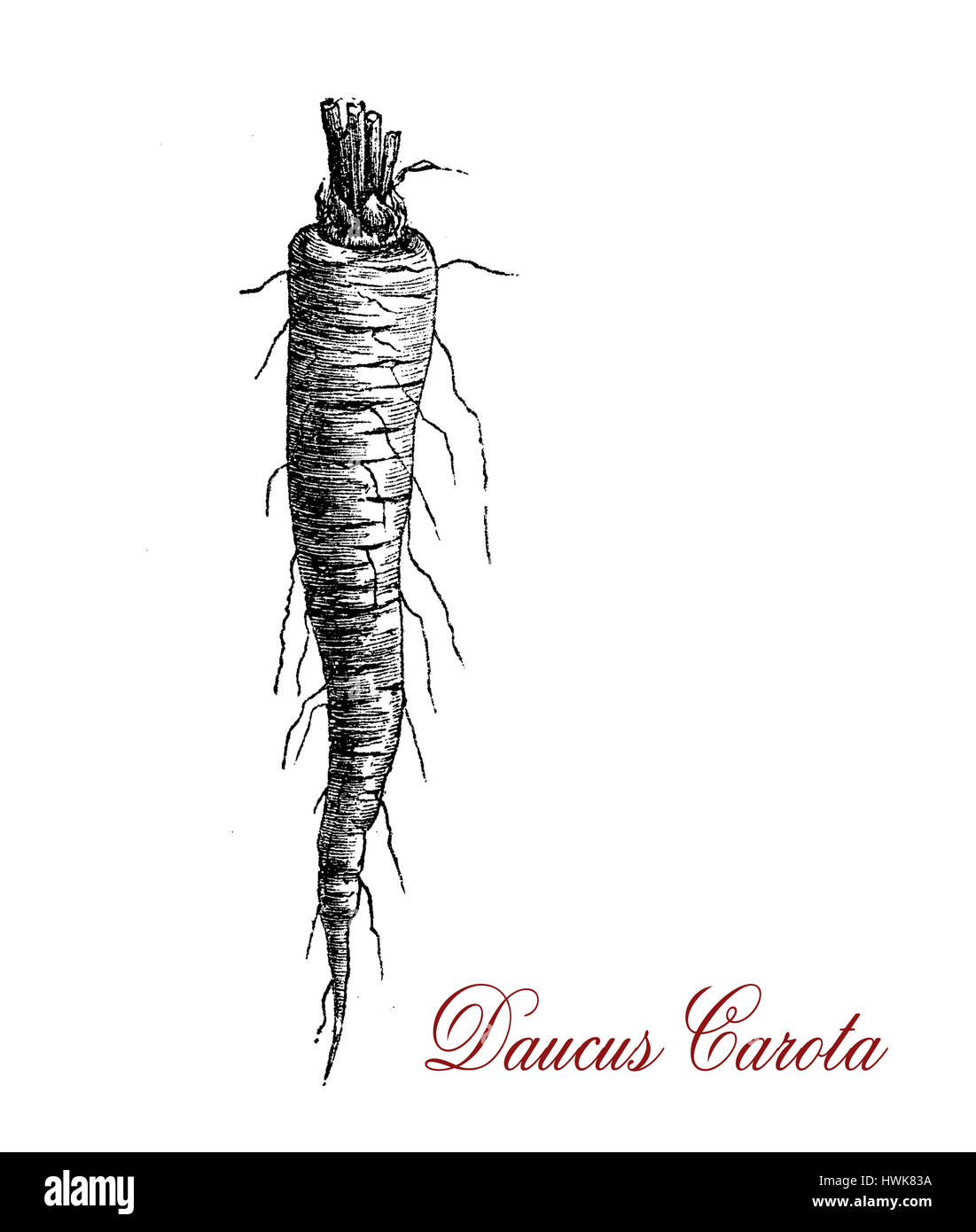 Racine de carotte sauvage Banque de photographies et d’images à haute ...
