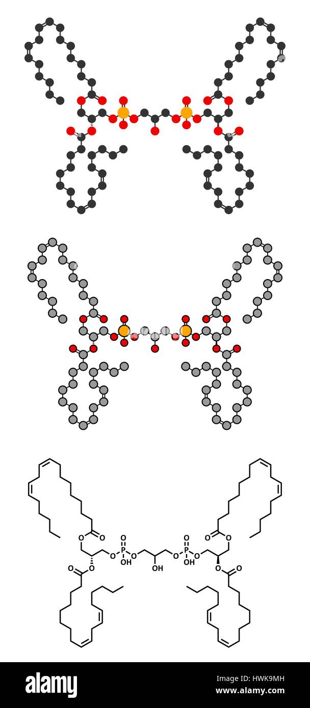 Estructura mitocondrial Banque d'images vectorielles - Alamy