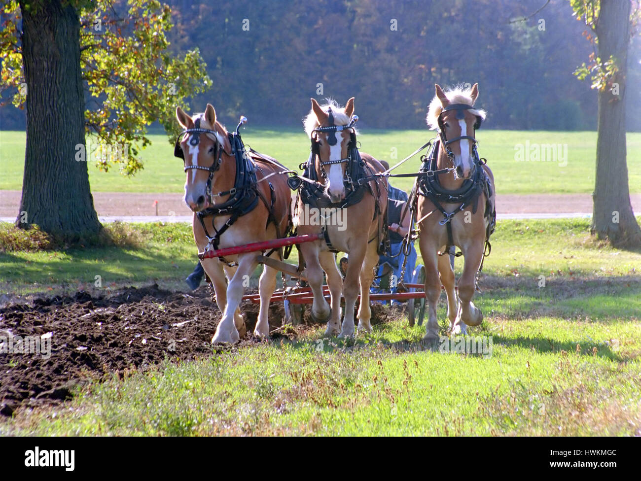 Cheval de Trait Belge labourer le terrain Photo Stock - Alamy