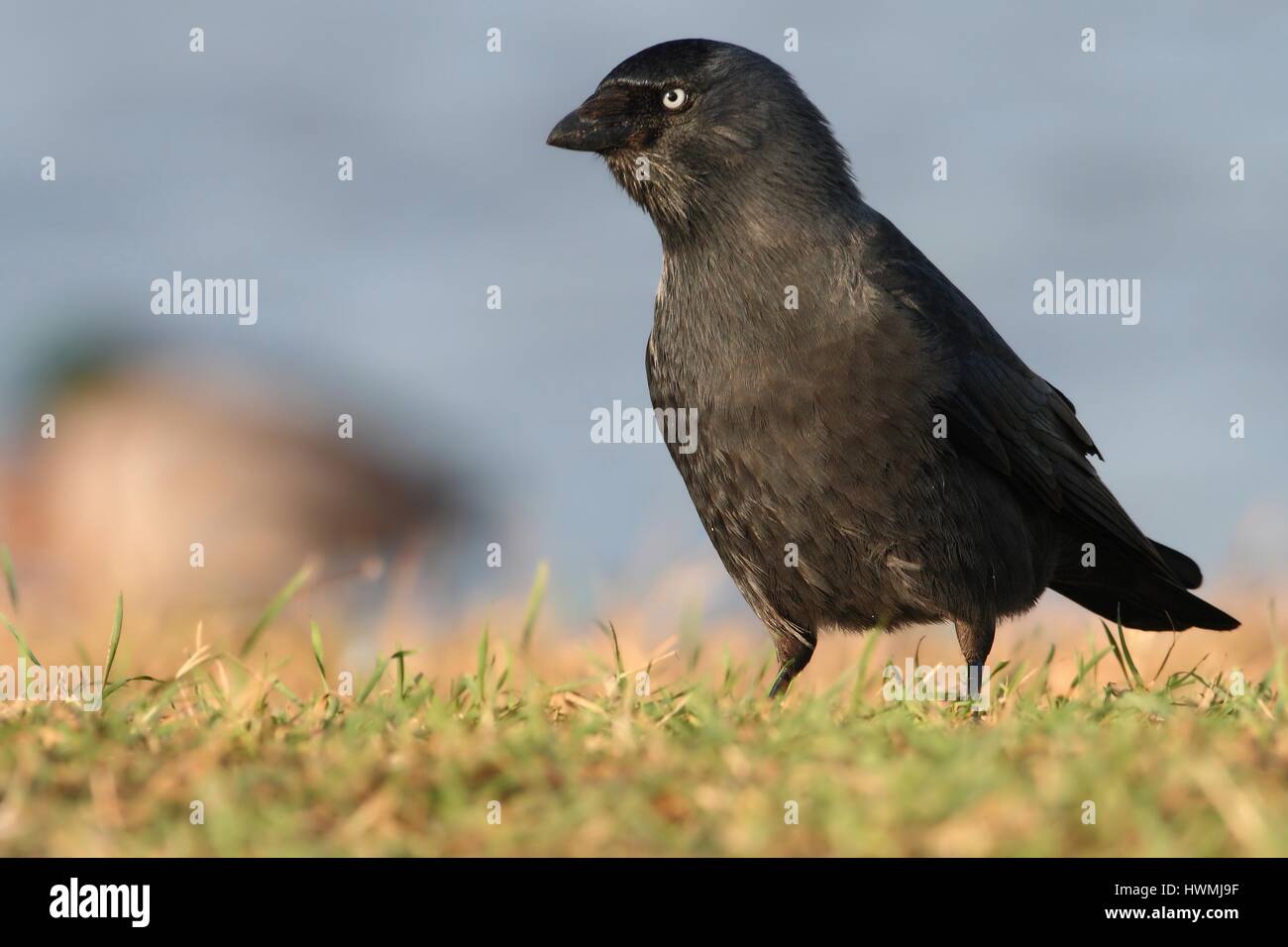 Daw jack Banque de photographies et d’images à haute résolution - Alamy