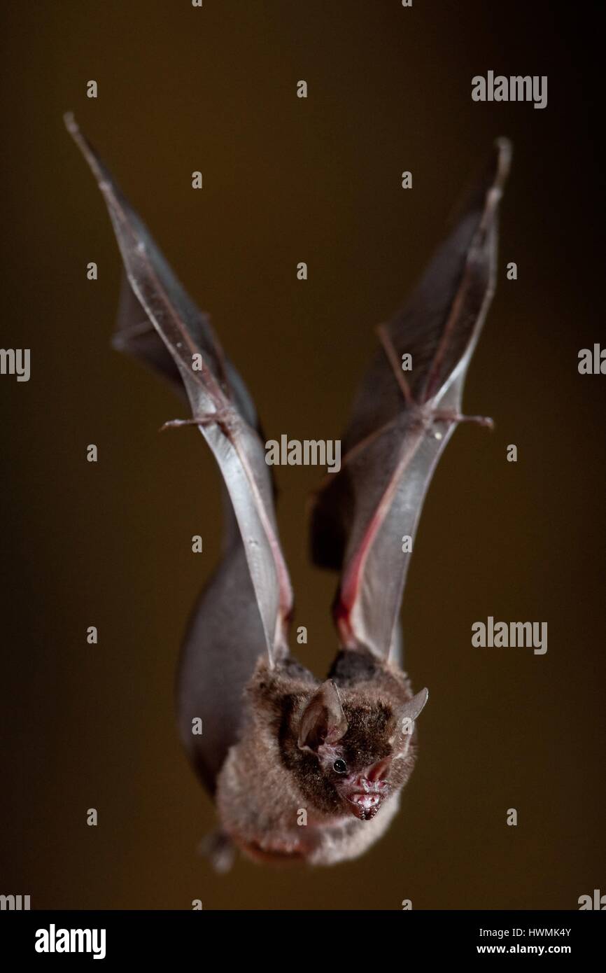 Taille chauve souris Banque de photographies et d’images à haute résolution - Alamy