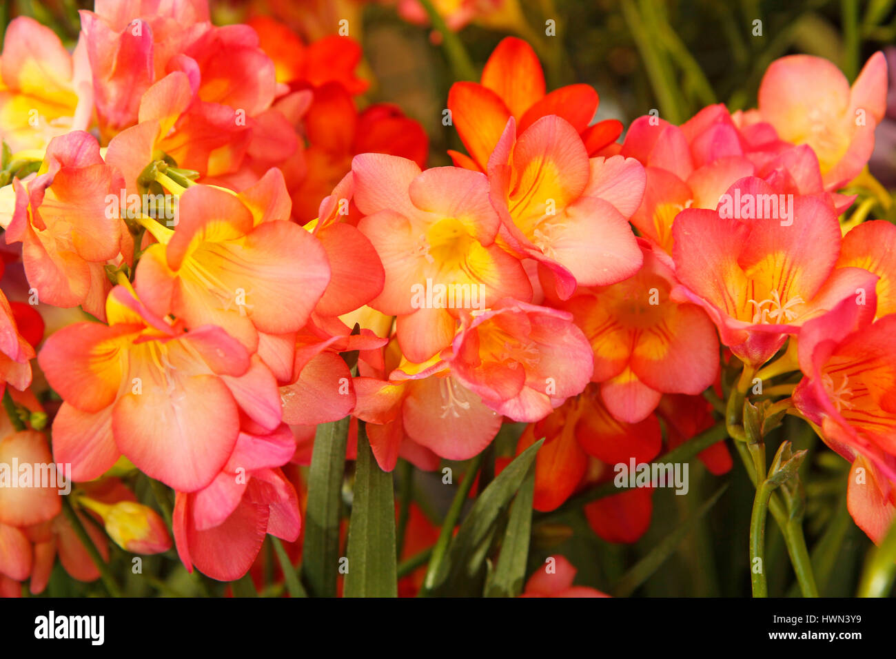 Fleurs de freesia Banque de photographies et d’images à haute ...