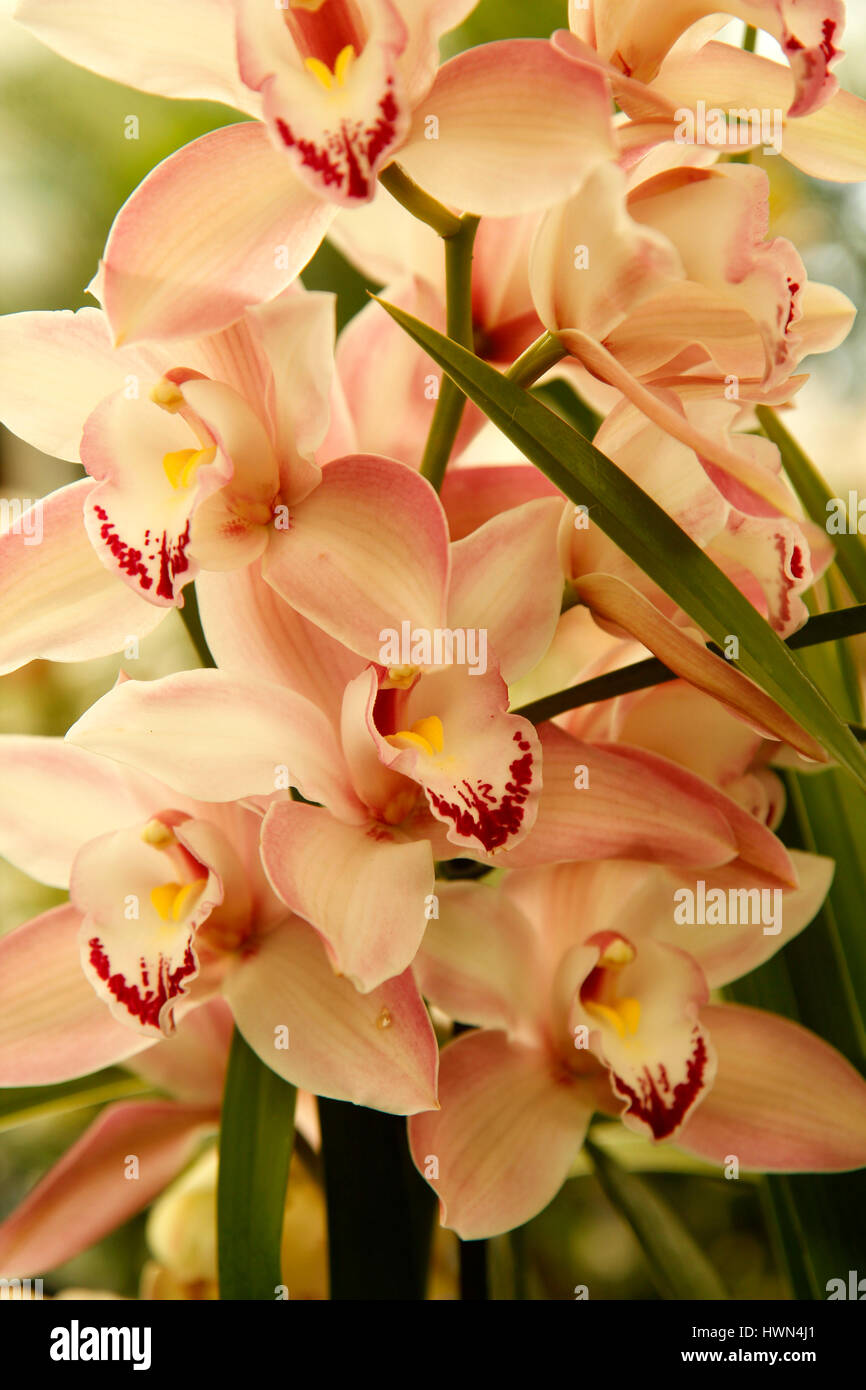 Orchidée cymbidium Banque de photographies et d’images à haute ...