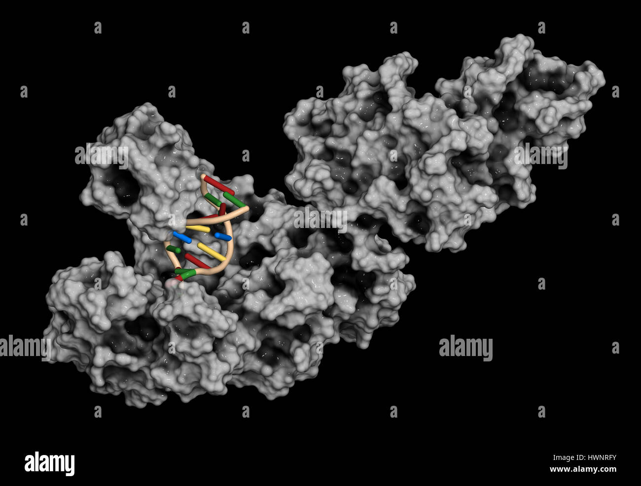 La Taq polymérase (Thermus aquaticus) polymérase enzyme liée à l'ADN ...