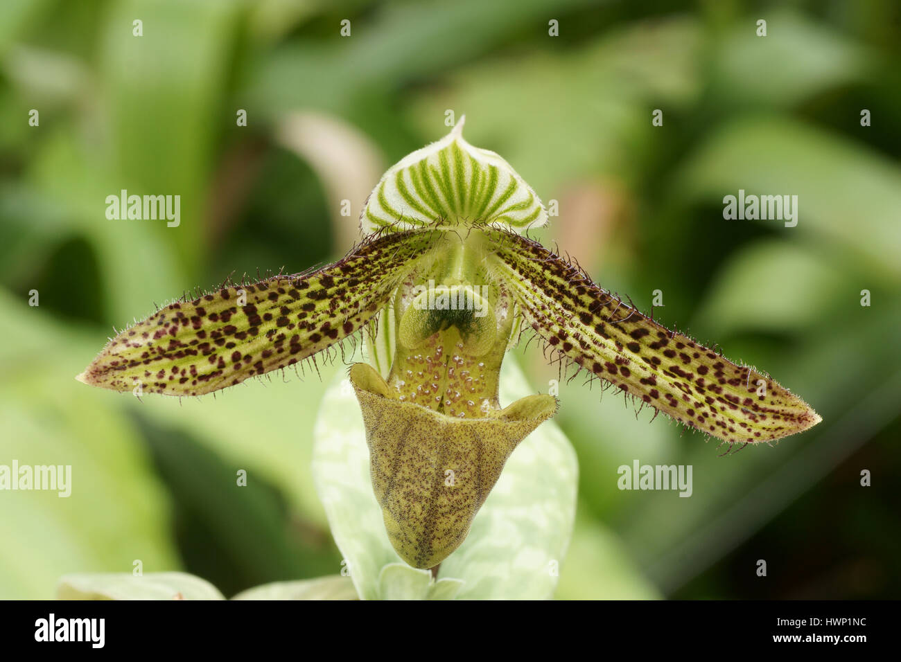 Paphiopedilum wardii Banque de photographies et d’images à haute ...