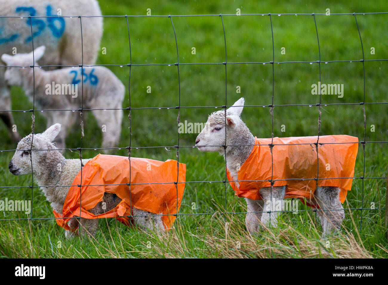 Polythene jackets Banque de photographies et d’images à haute ...