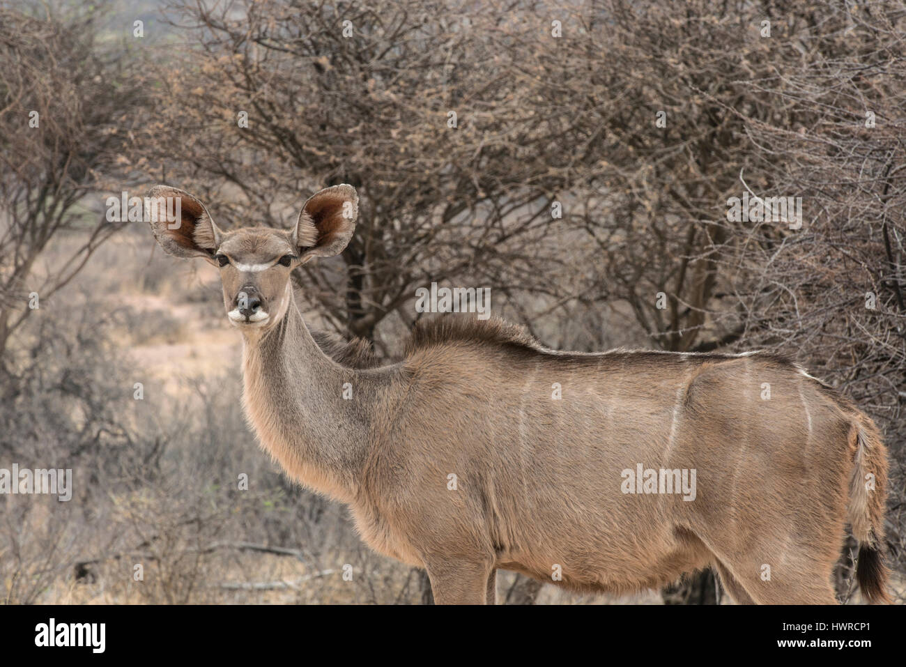 Antilope grand koudou africaine Banque de photographies et d’images à ...