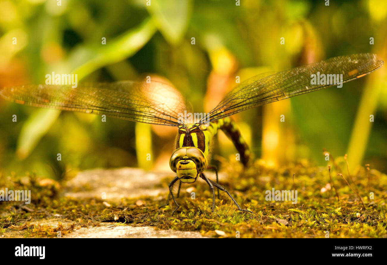Oeufs de libellule Banque de photographies et d’images à haute résolution - Alamy