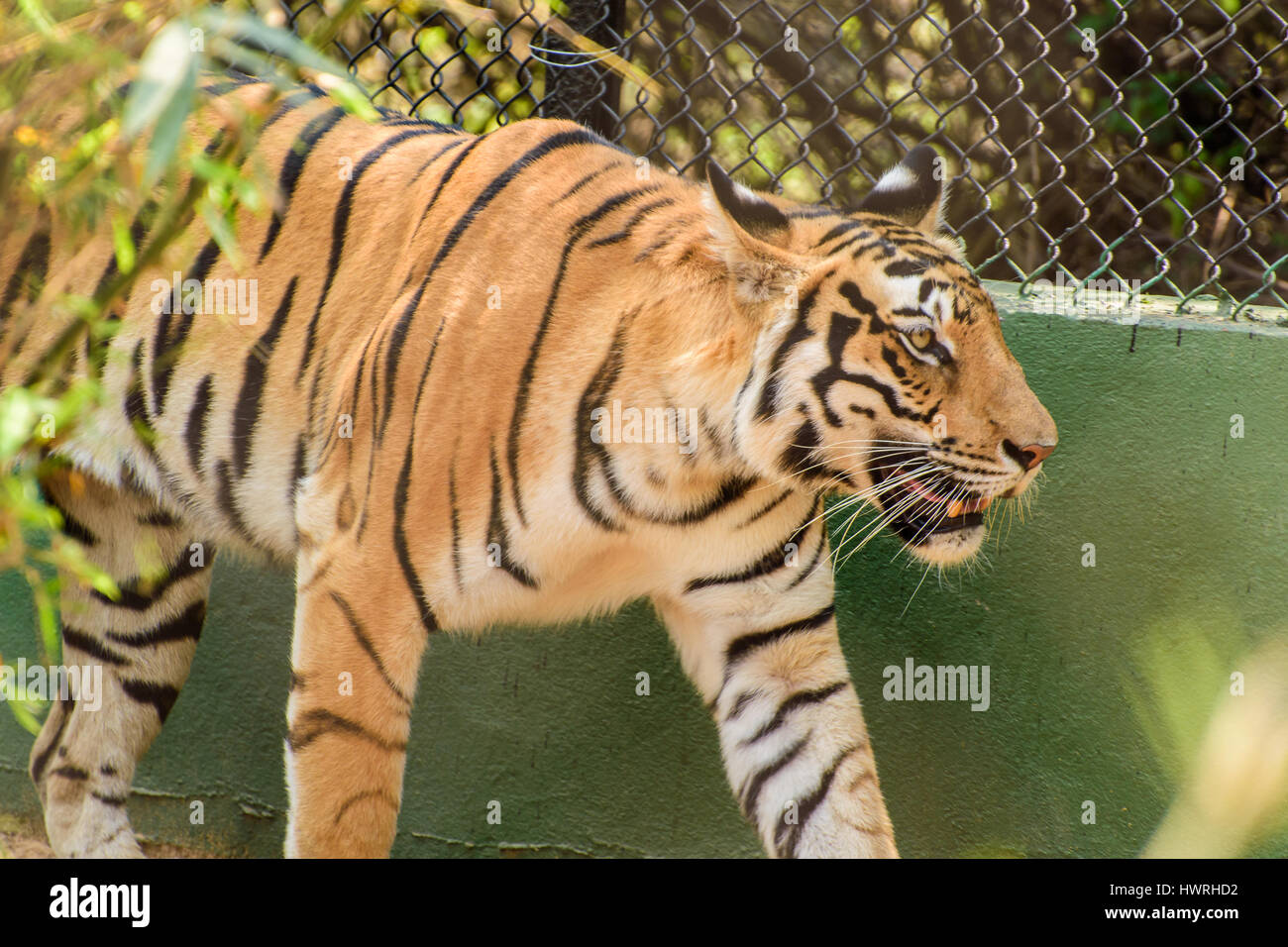 Tigre bengal Banque de photographies et d’images à haute résolution - Alamy