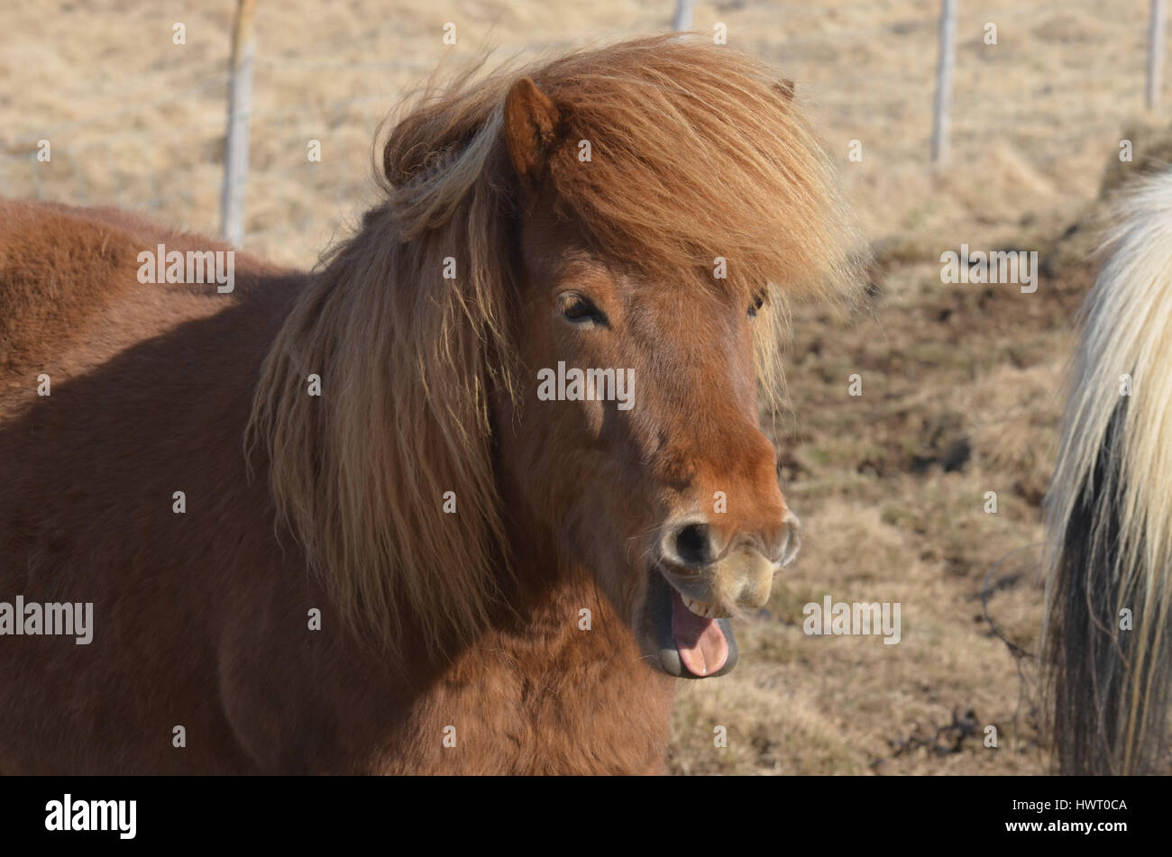 Cheval icelanic alezan Banque de photographies et d’images à haute ...