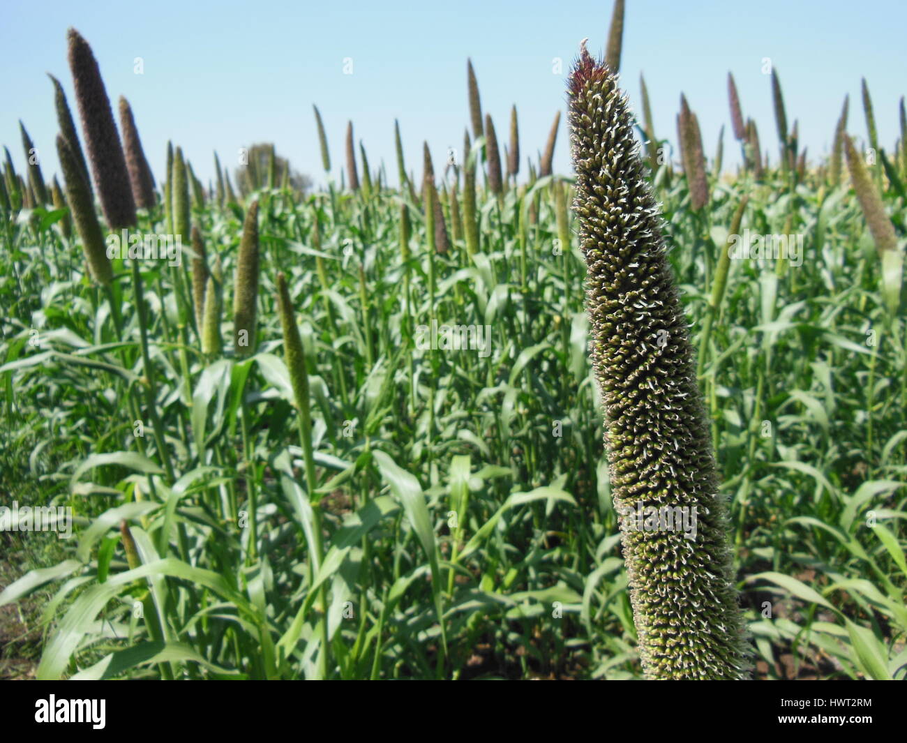 Rural indian village market Banque de photographies et d’images à haute ...