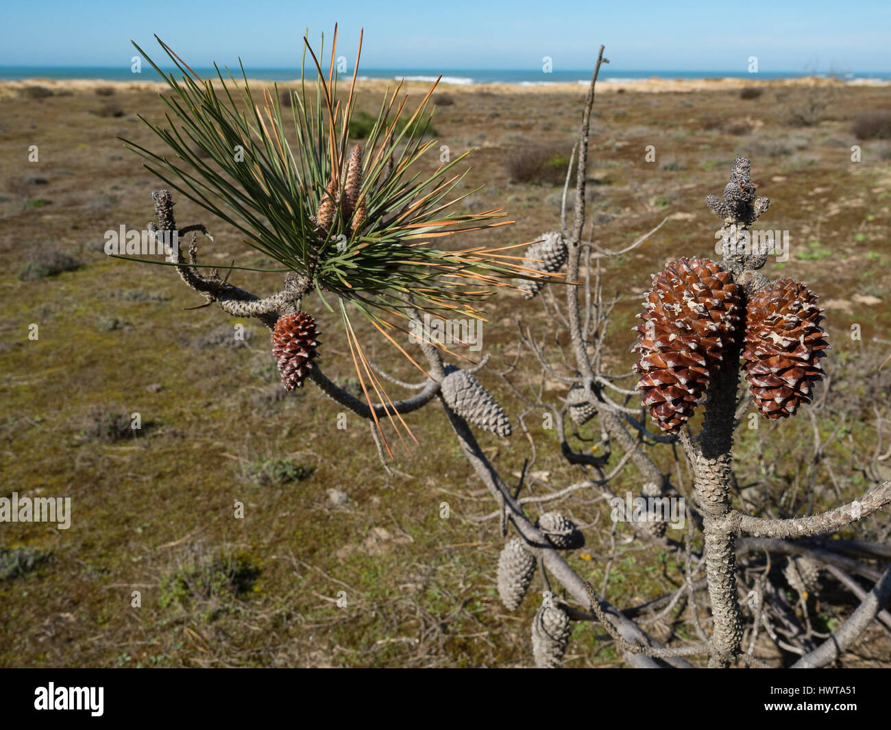 Pinus pinaster cone Banque de photographies et d’images à haute ...