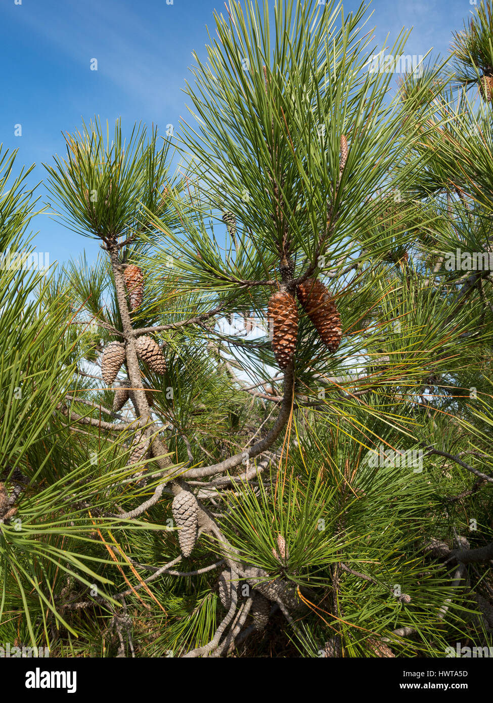 Pinus pinaster cone Banque de photographies et d’images à haute ...