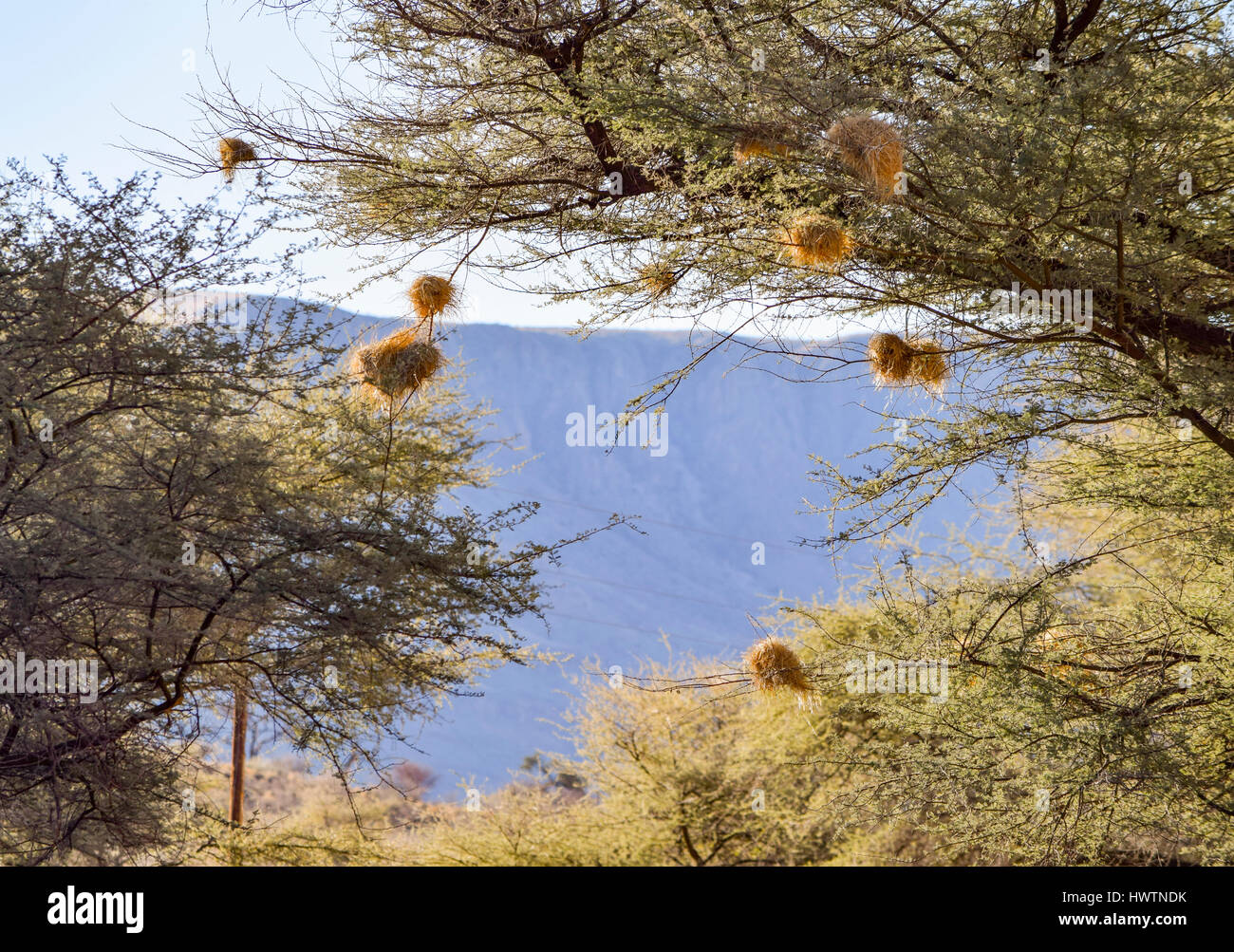 Colonie de nidification dans un arbre Banque de photographies et d ...