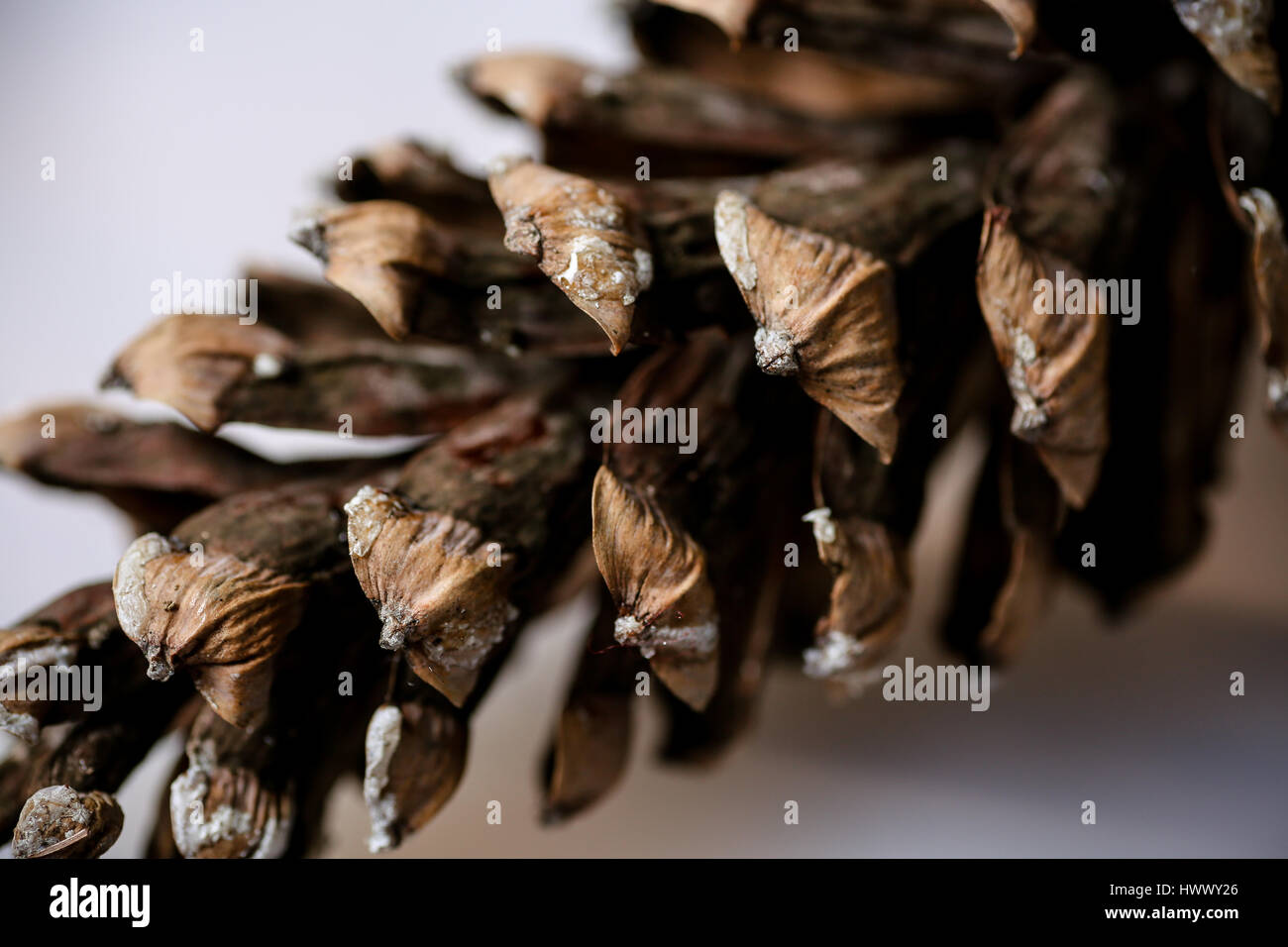 Pinus patula Banque de photographies et d’images à haute résolution - Alamy