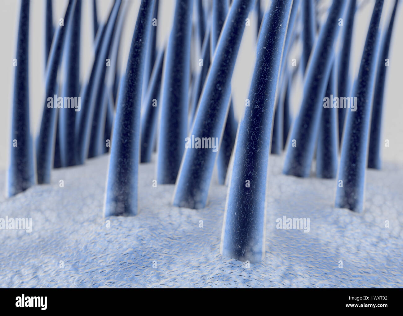 Follicule pileux Banque de photographies et d’images à haute résolution ...