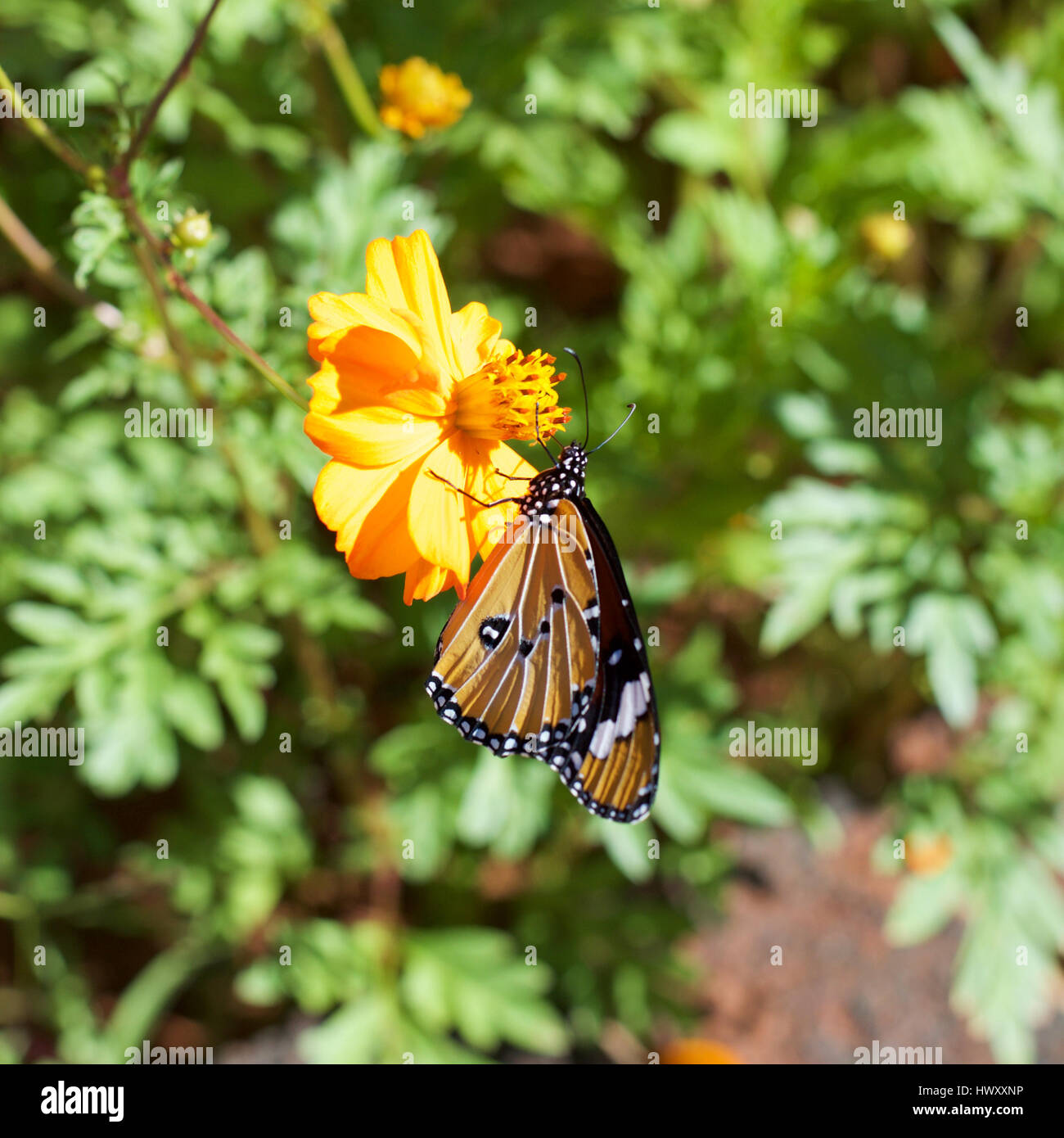 Monarque Danaus chrysippe orientis, papillon monarque africain, plain ...
